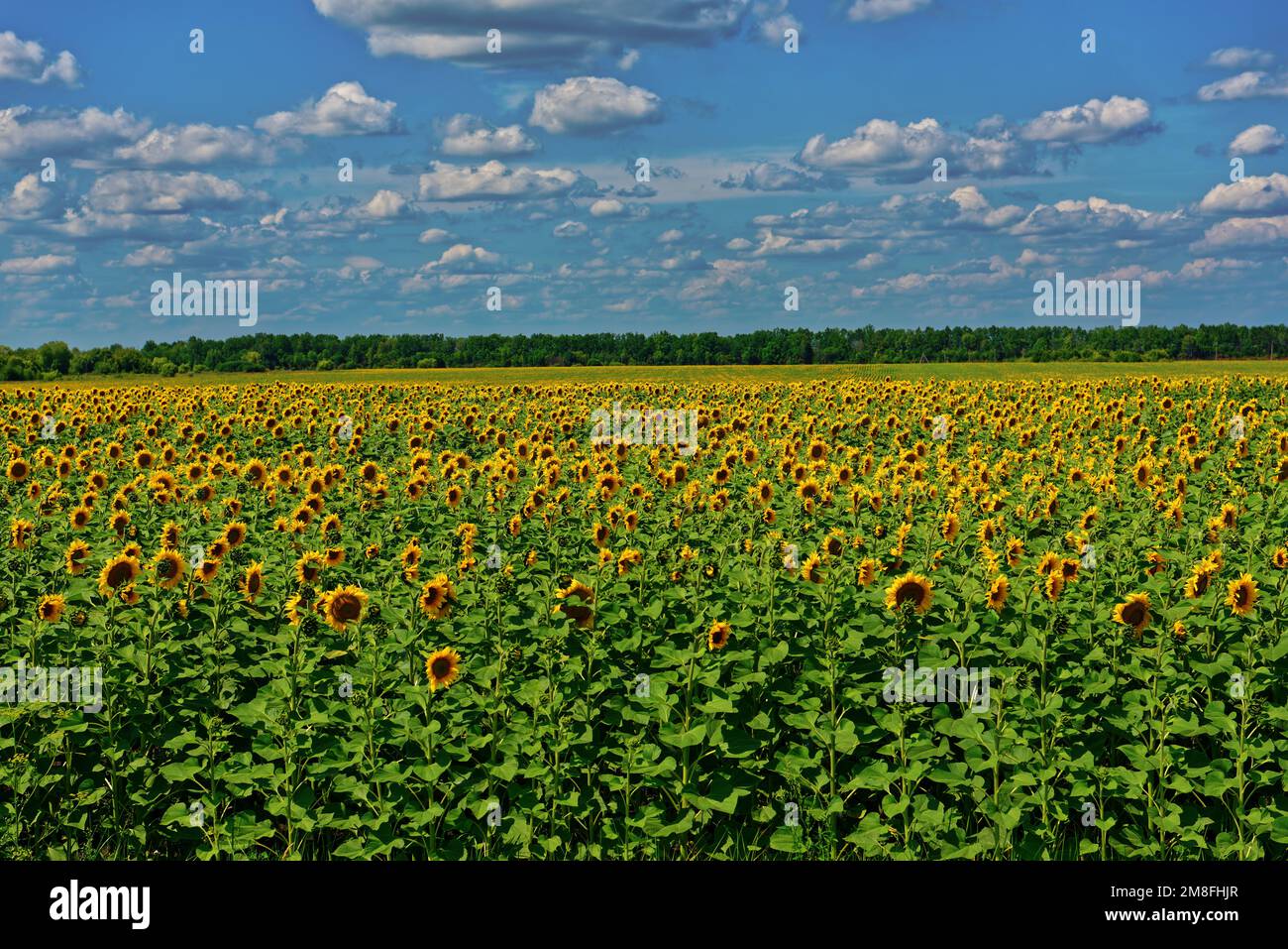 Sunflower field under blue sky hi-res stock photography and images - Alamy