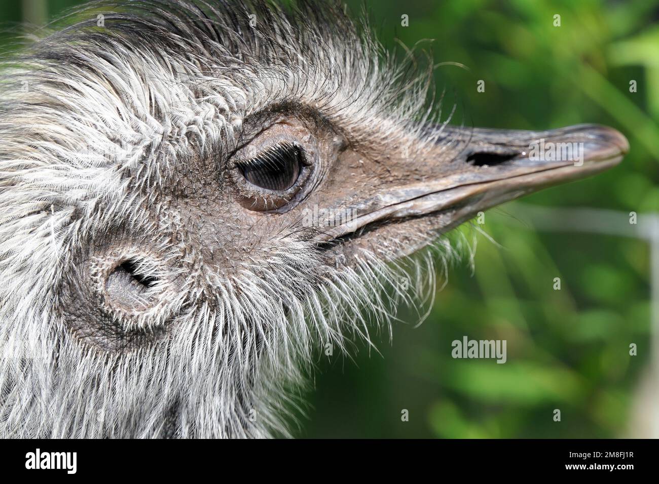 Large flightless birds hi-res stock photography and images - Alamy