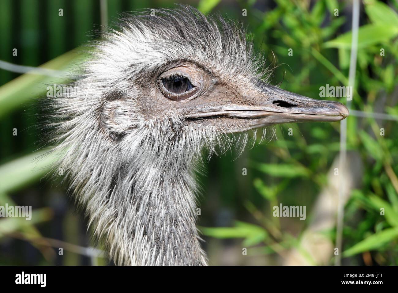 Big bird head hi-res stock photography and images - Alamy
