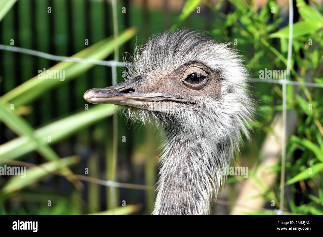 Big bird head hi-res stock photography and images - Alamy