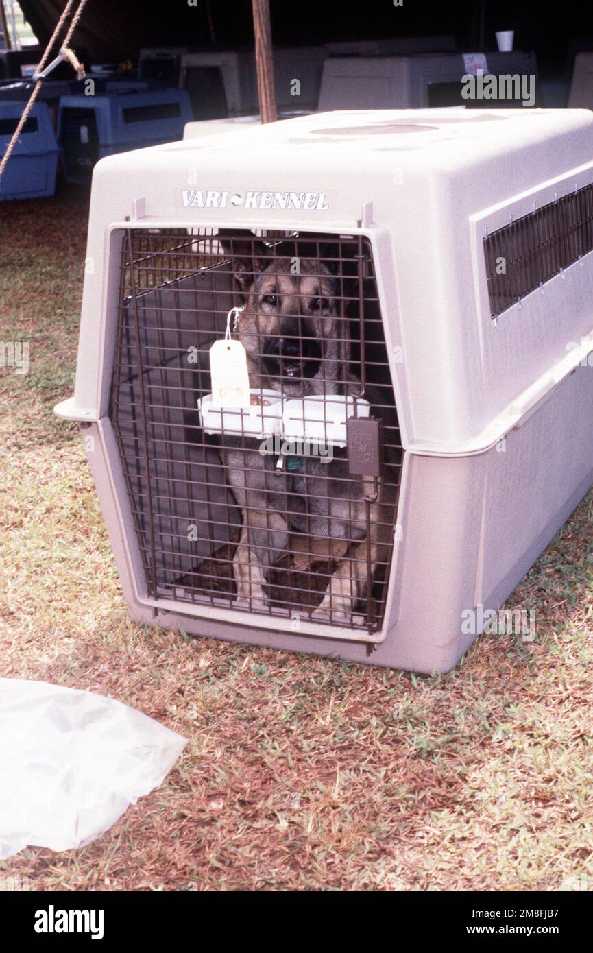 A German shepherd waits in a kennel at the pet holding area during ...