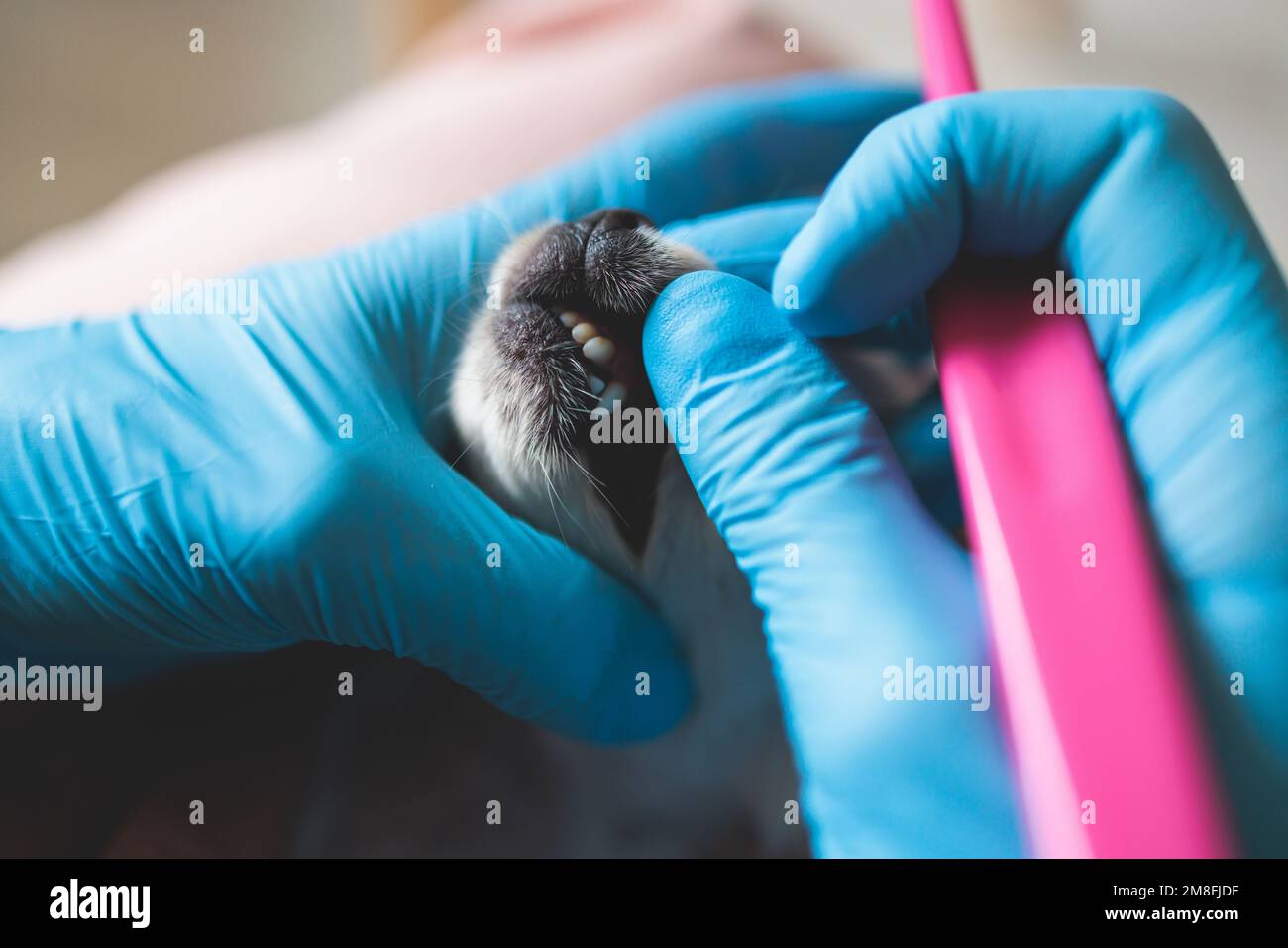 Veterinarian specialist holding small tiny dog and cleaning whitening ...