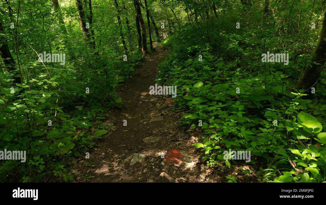 Tourist path in the deciduous forest. Berendeyevo kingdom, Russia ...