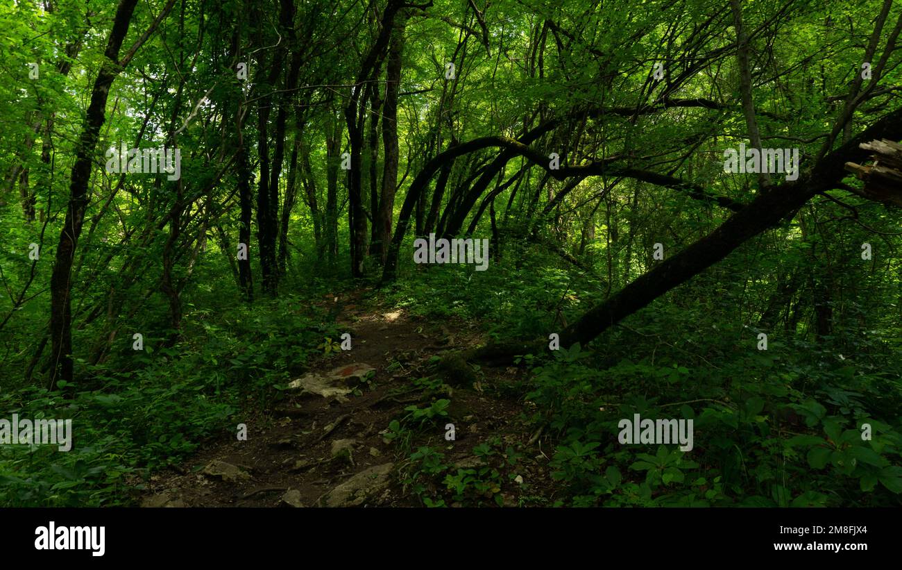 Tourist path in the deciduous forest. Berendeyevo kingdom, Russia ...