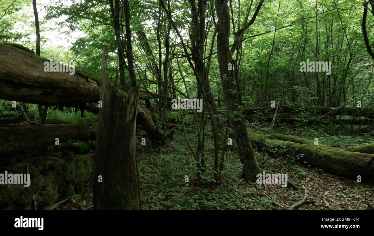 Tourist path in the deciduous forest. Berendeyevo kingdom, Russia ...