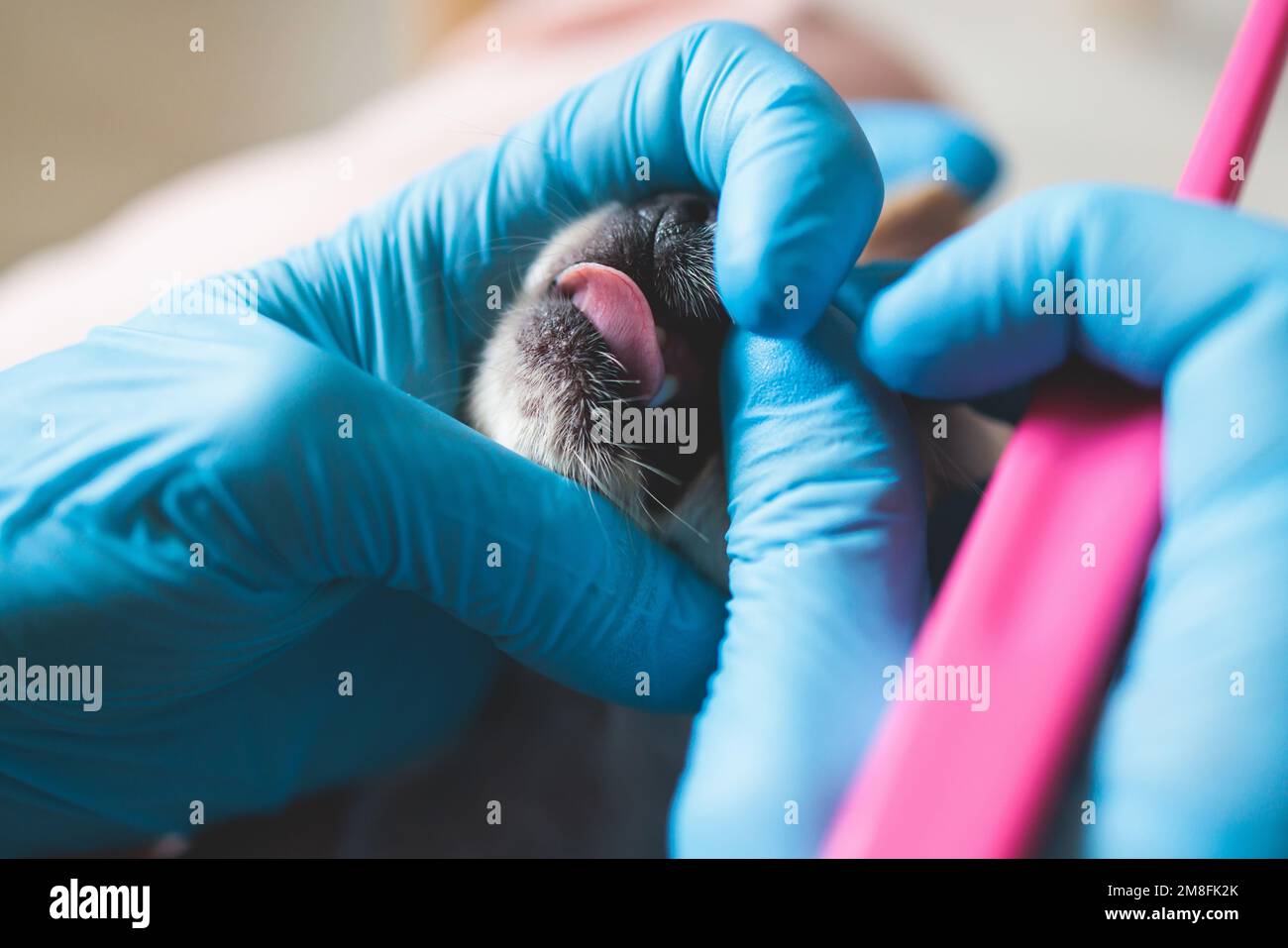Veterinarian specialist holding small tiny dog and cleaning whitening ...