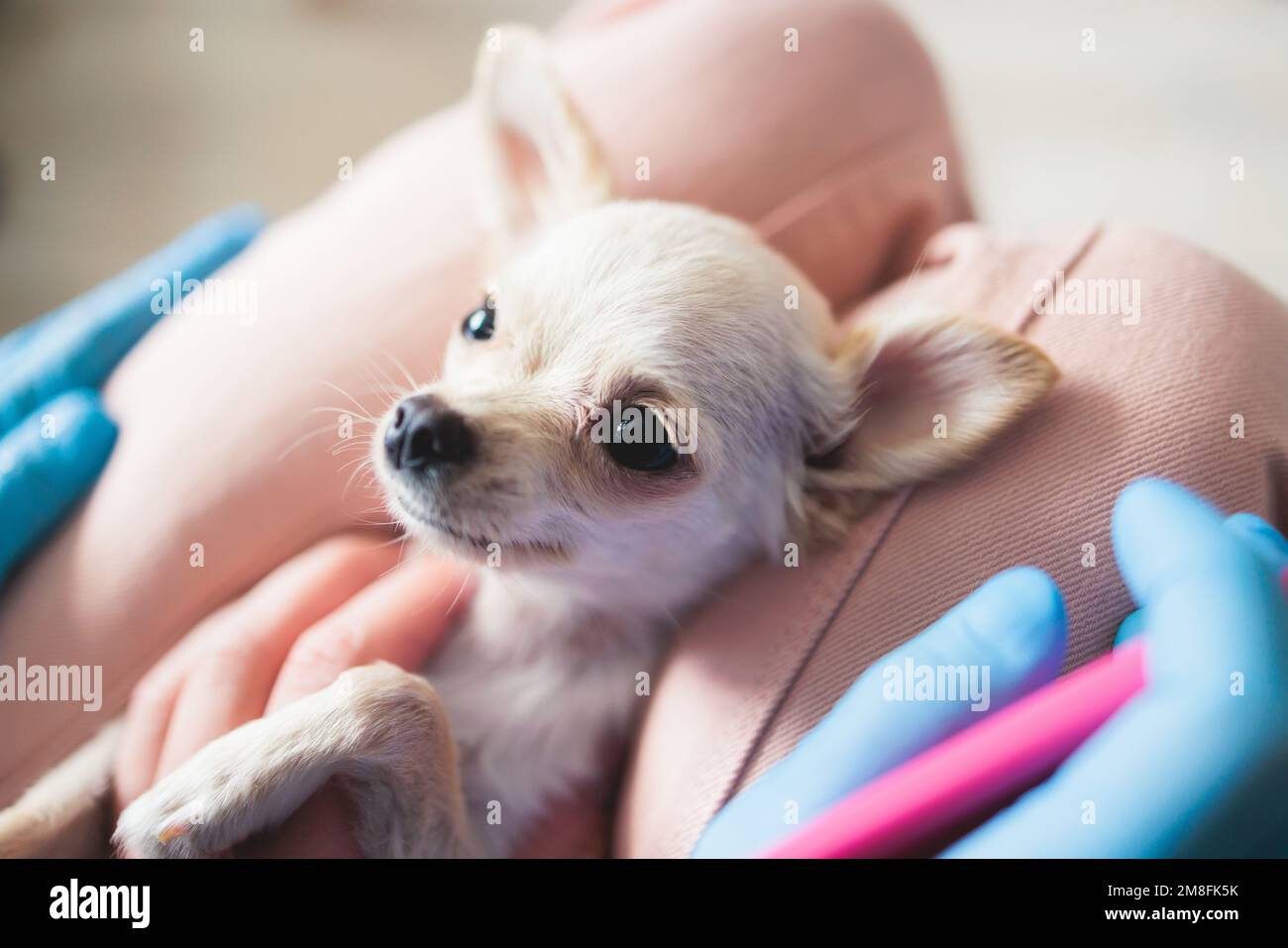 Veterinarian specialist holding small tiny dog and cleaning whitening ...