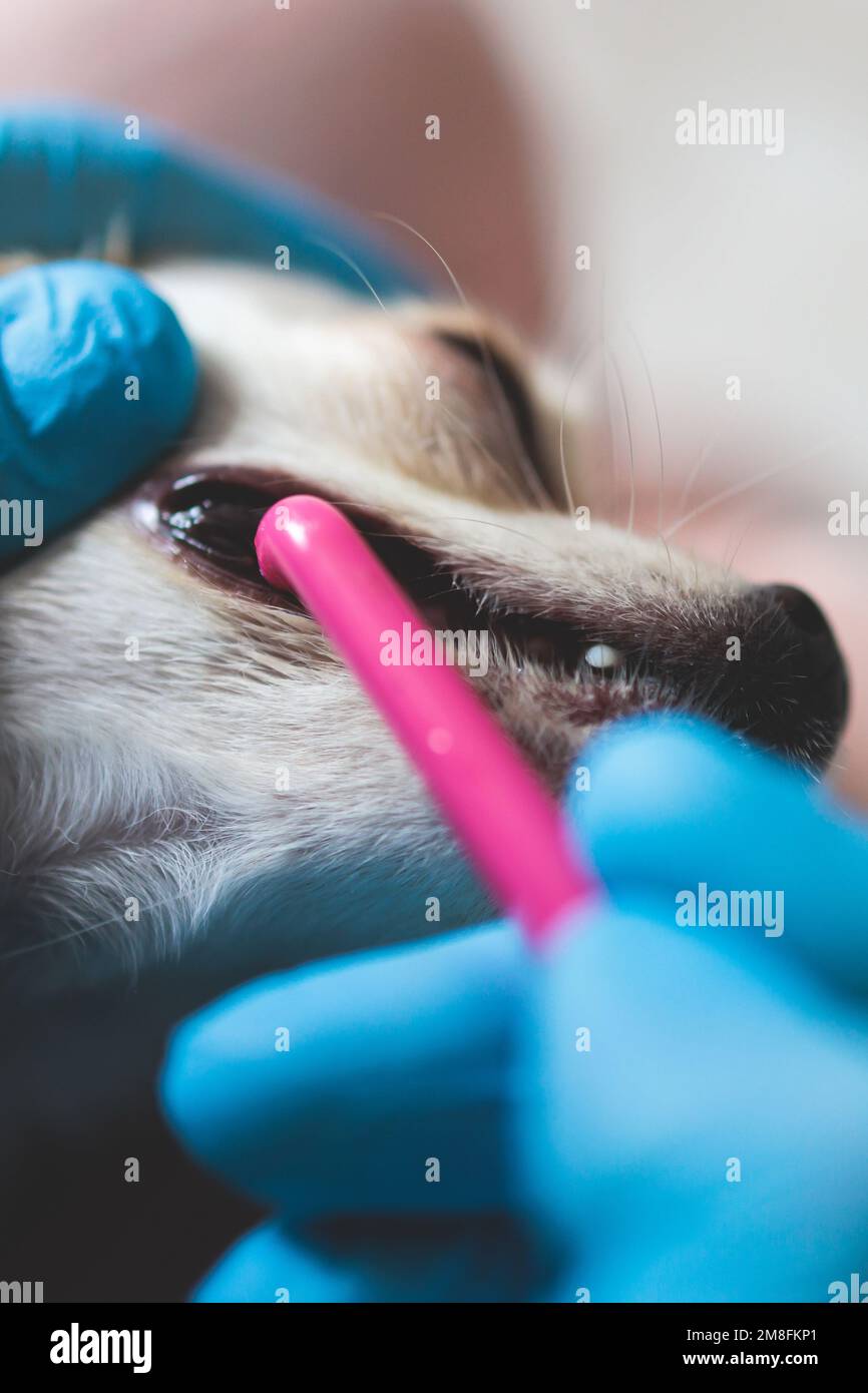 Veterinarian specialist holding small tiny dog and cleaning whitening ...
