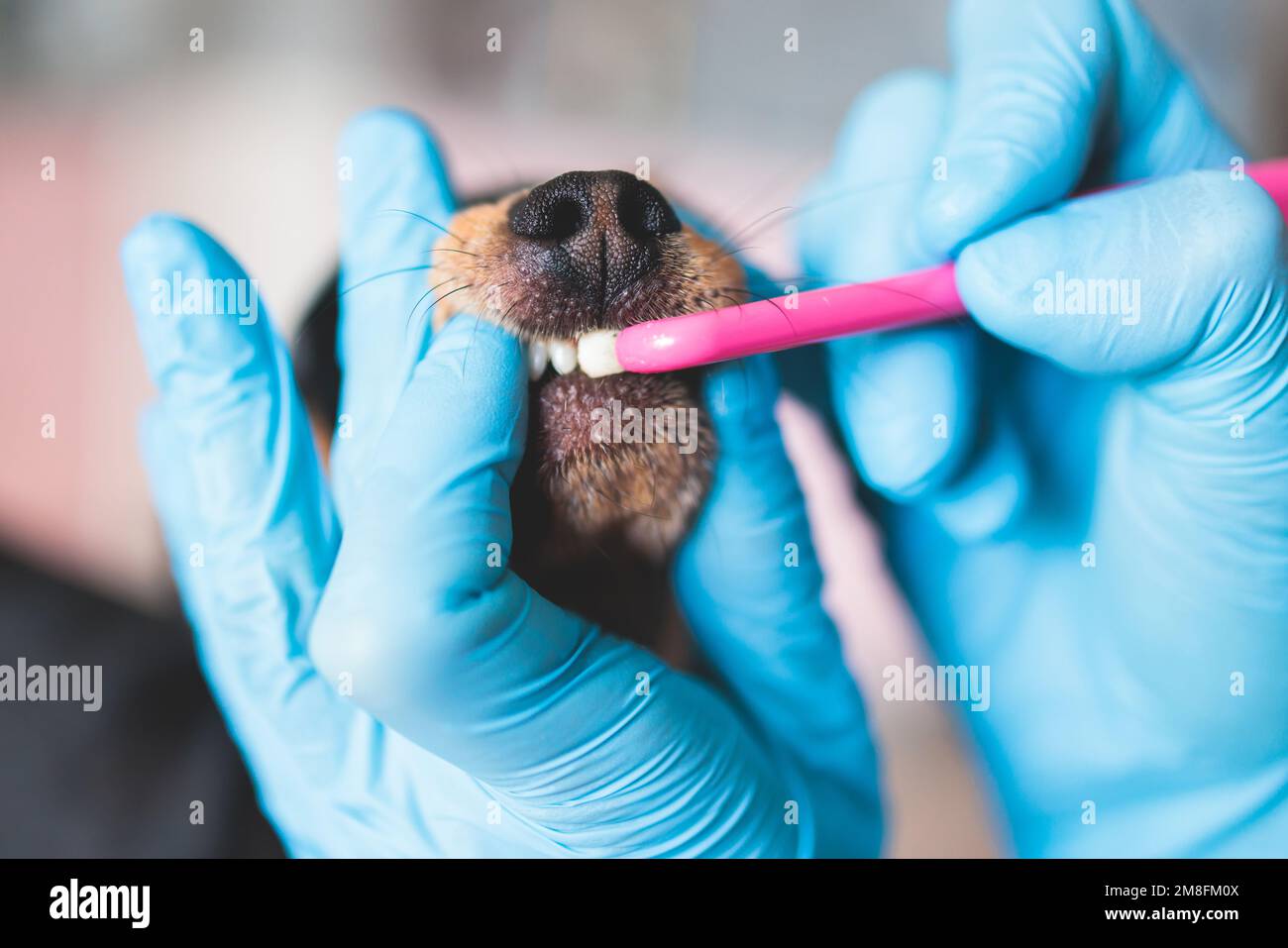 Veterinarian specialist holding small dog and cleaning whitening dog ...