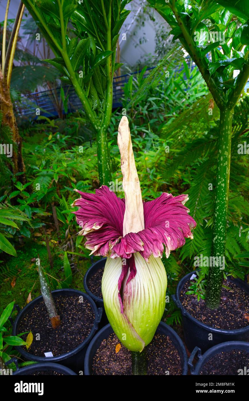 A Titan Arum also known as the Corpse Flower in a rare flowering in ...