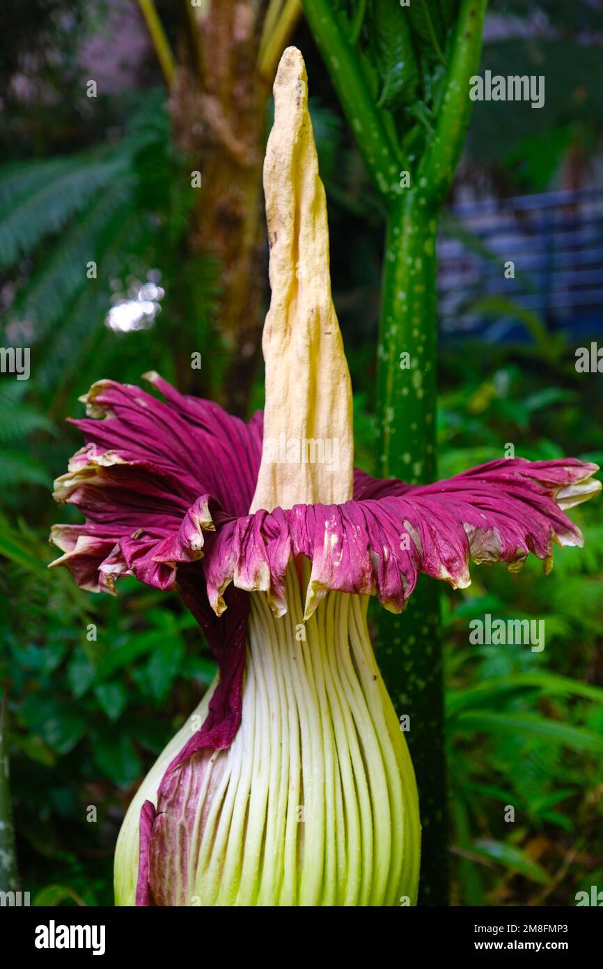 A Titan Arum also known as the Corpse Flower in a rare flowering in ...