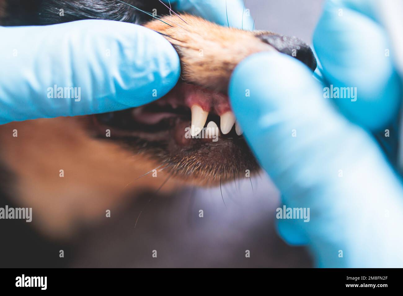 Veterinarian specialist holding small dog and cleaning whitening dog ...