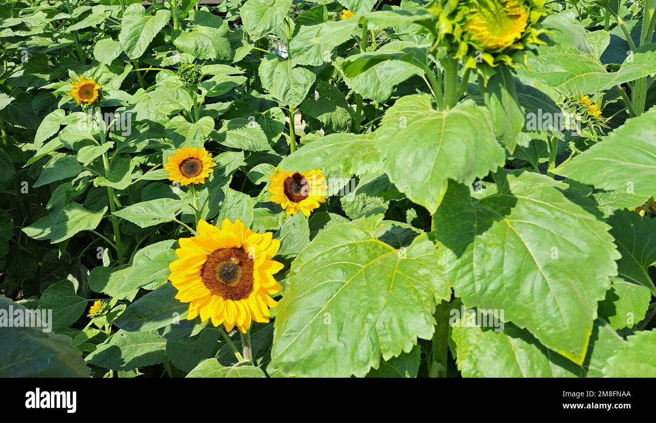 Bees are sunflower hosts, they help pollination, so it helps the bees ...