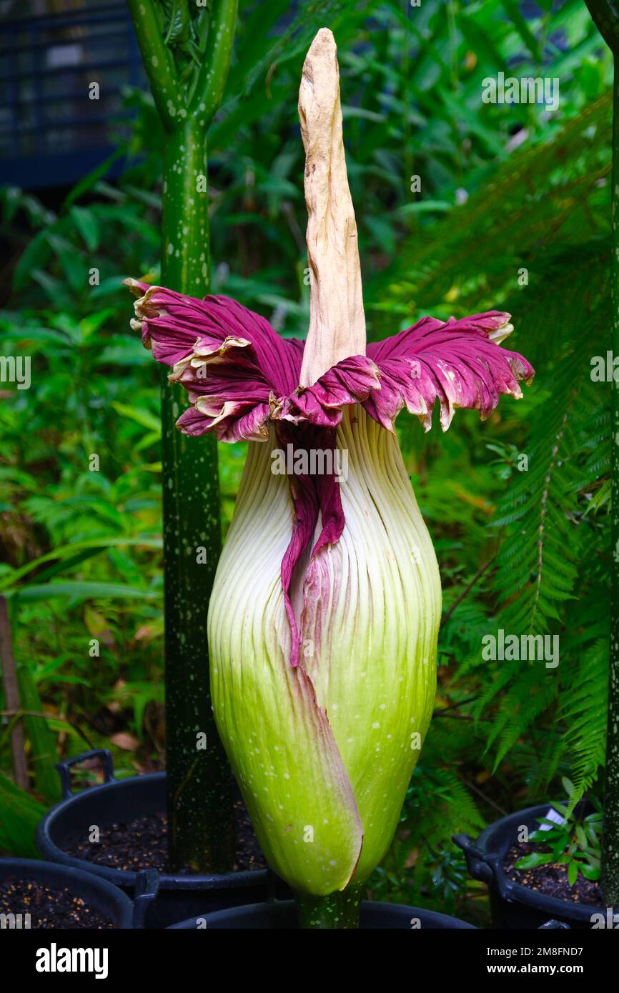 A Titan Arum also known as the Corpse Flower in a rare flowering in ...