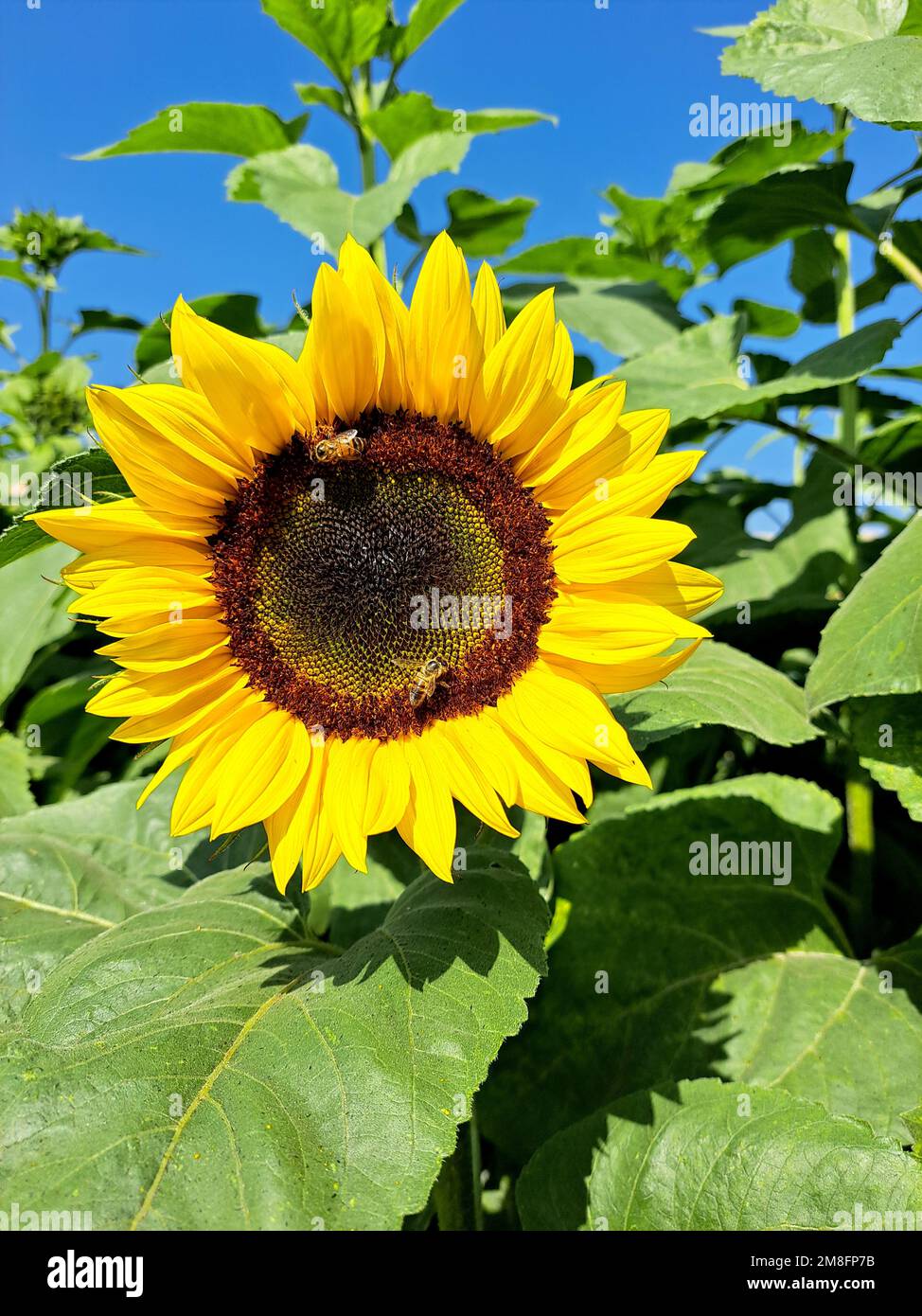 Bees are sunflower hosts, they help pollination, so it helps the bees ...