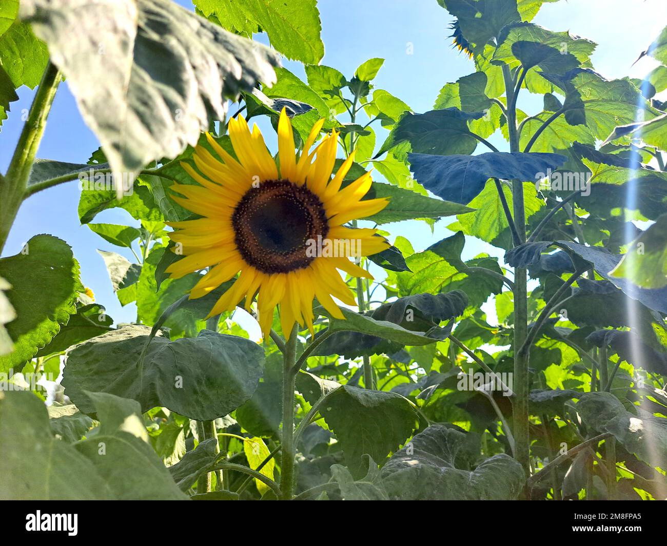 Bees are sunflower hosts, they help pollination, so it helps the bees ...