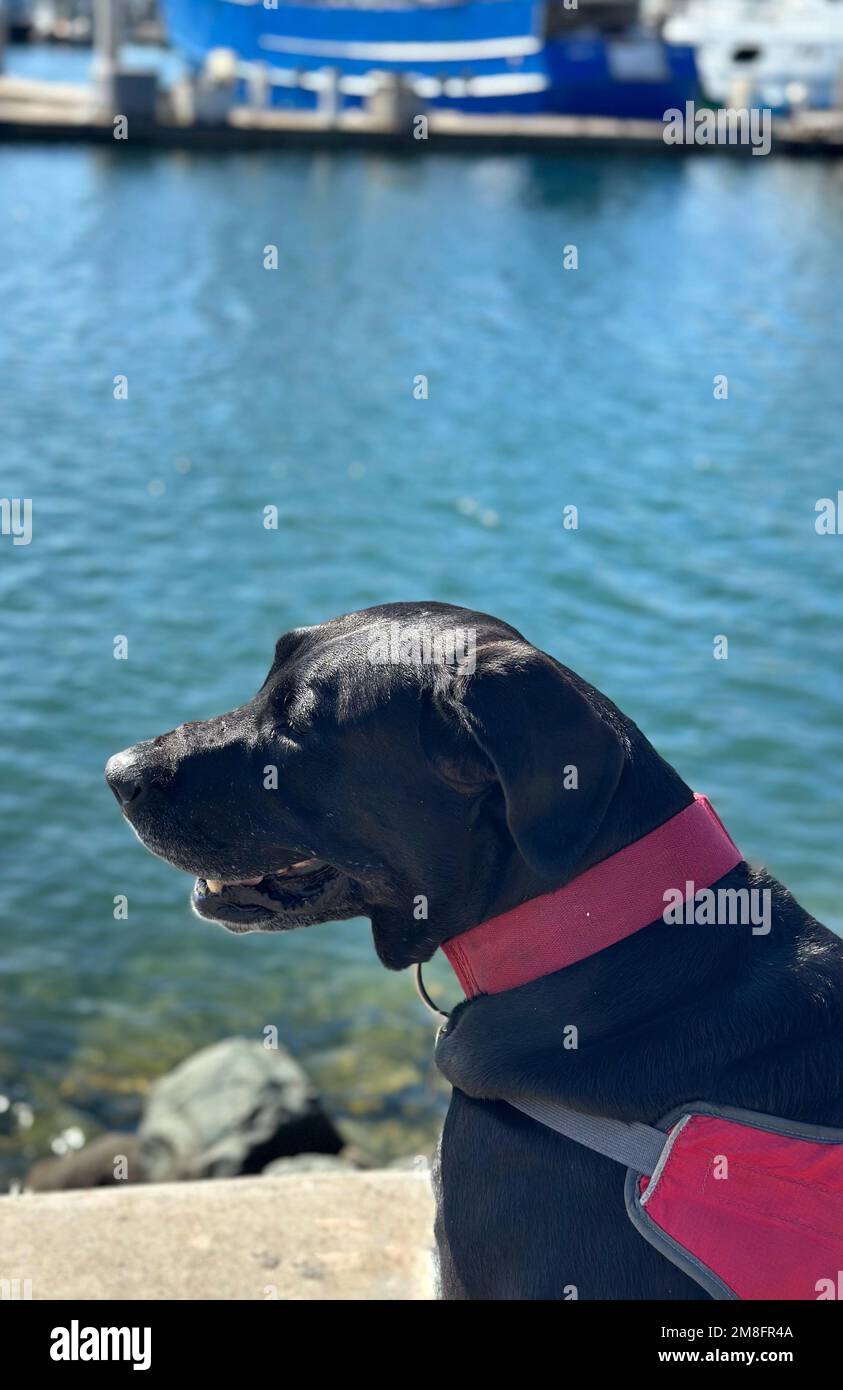 A vertical closeup of a black Labrador on a dock looking aside Stock ...