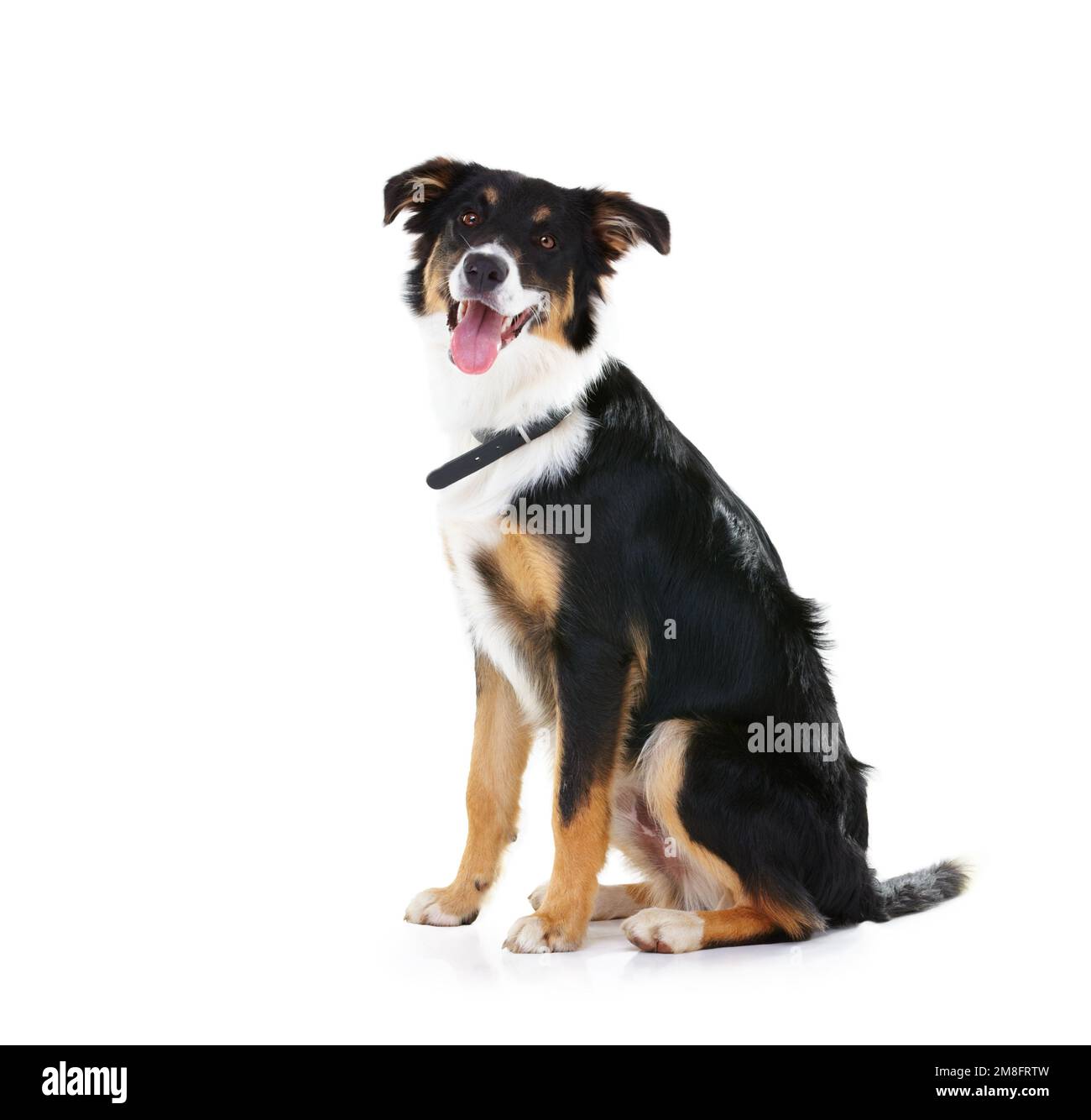 Happy Dog White Background