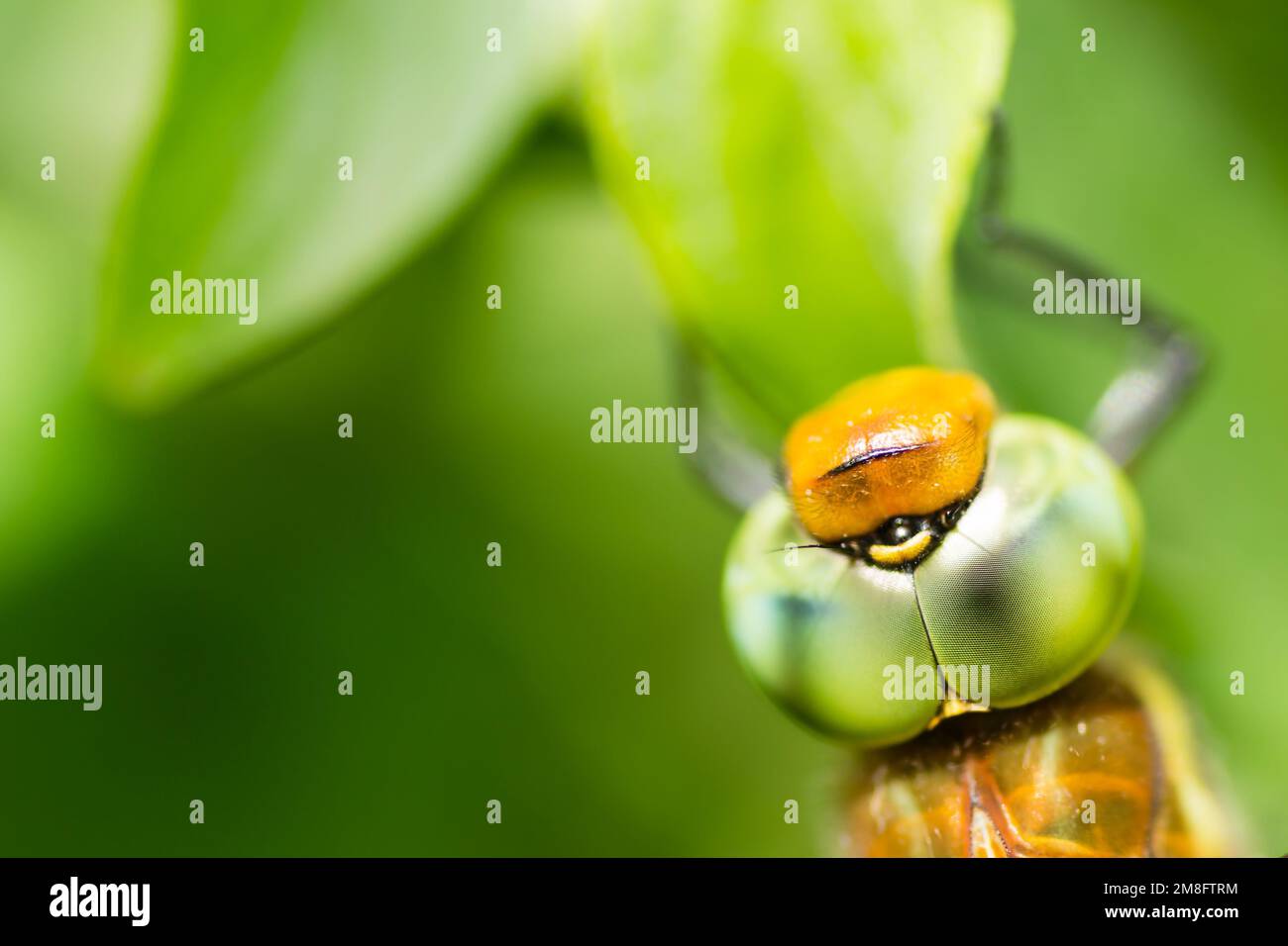Beautiful dragonfly close up sitting on a dried blade on a background ...