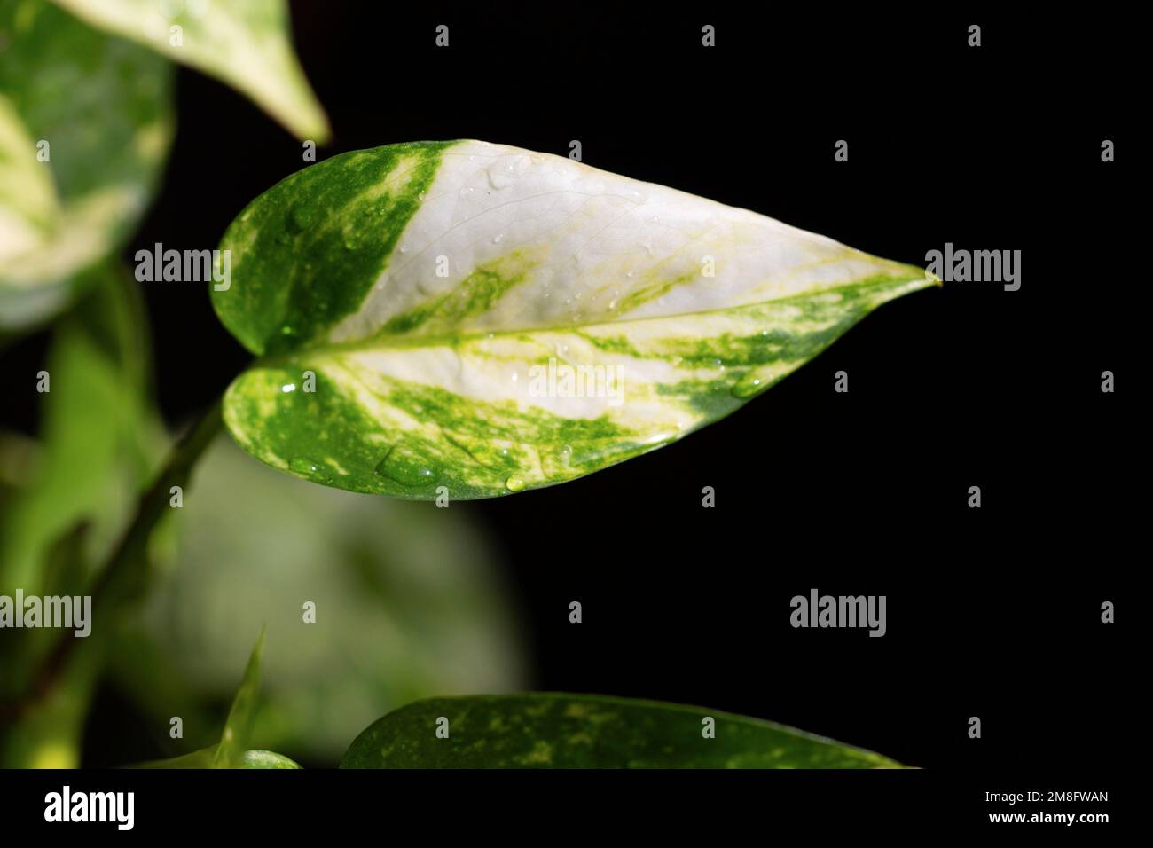 Devils ivy leaf, ivory betel leaf, epipremnum aureum leaf, tropical ...
