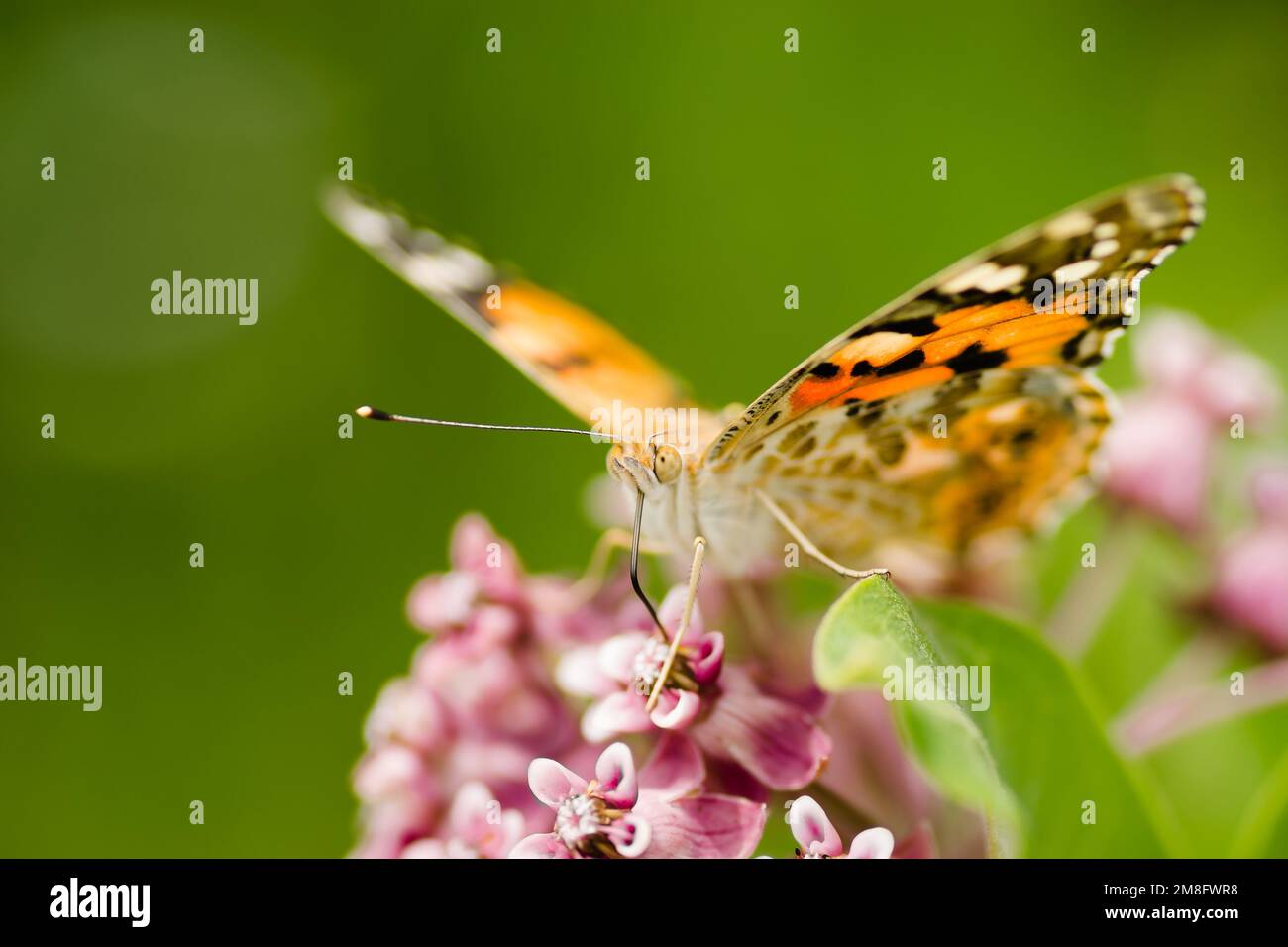 Painted lady butterfly on blooming purple thistle flowers close up top ...
