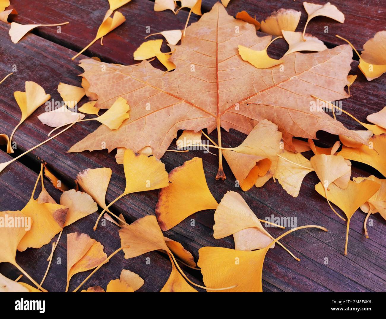 Dry Autumn Leaves Falling Down on wooden surface Stock Photo - Alamy