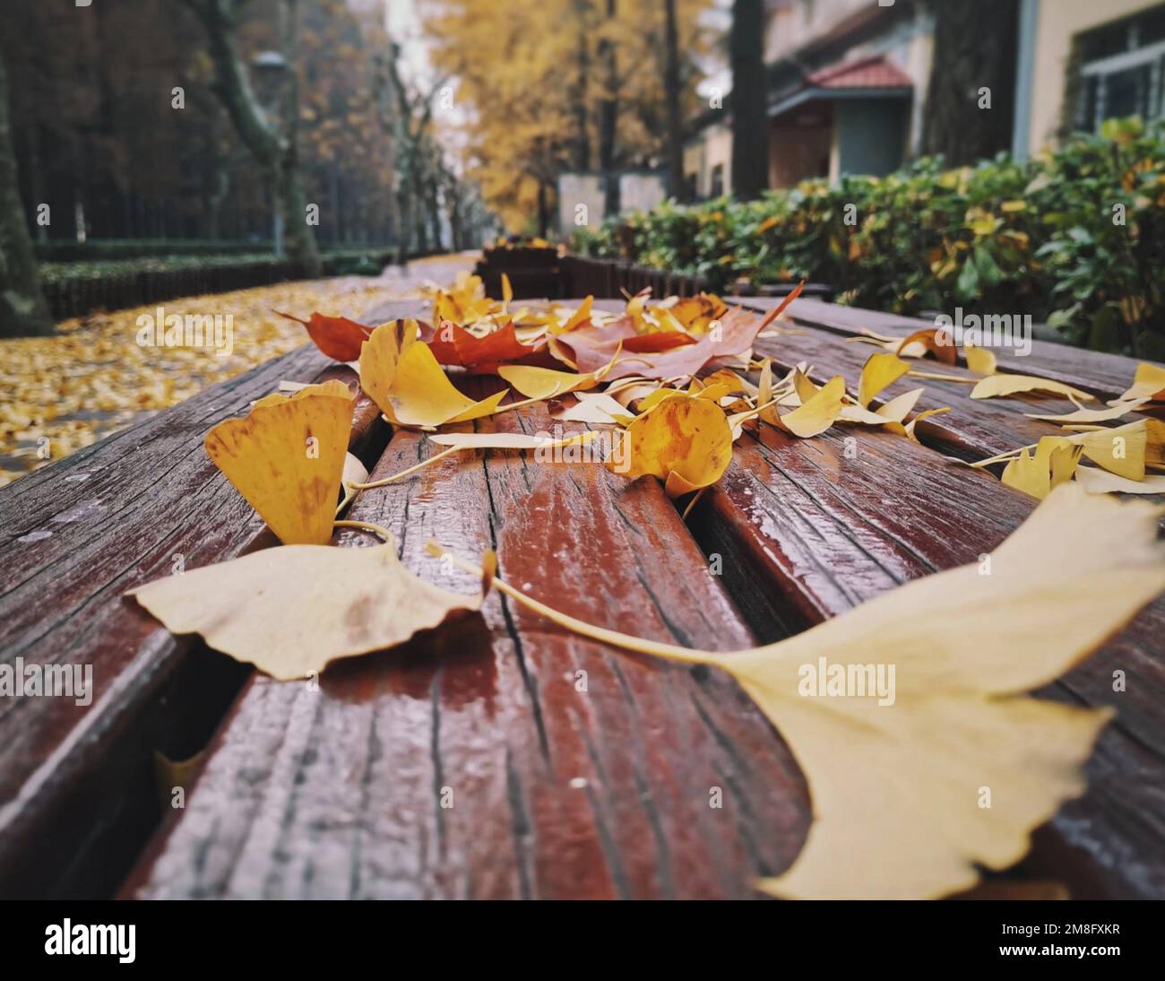 Dry Autumn Leaves Falling Down on a wooden bench in the garden Stock ...