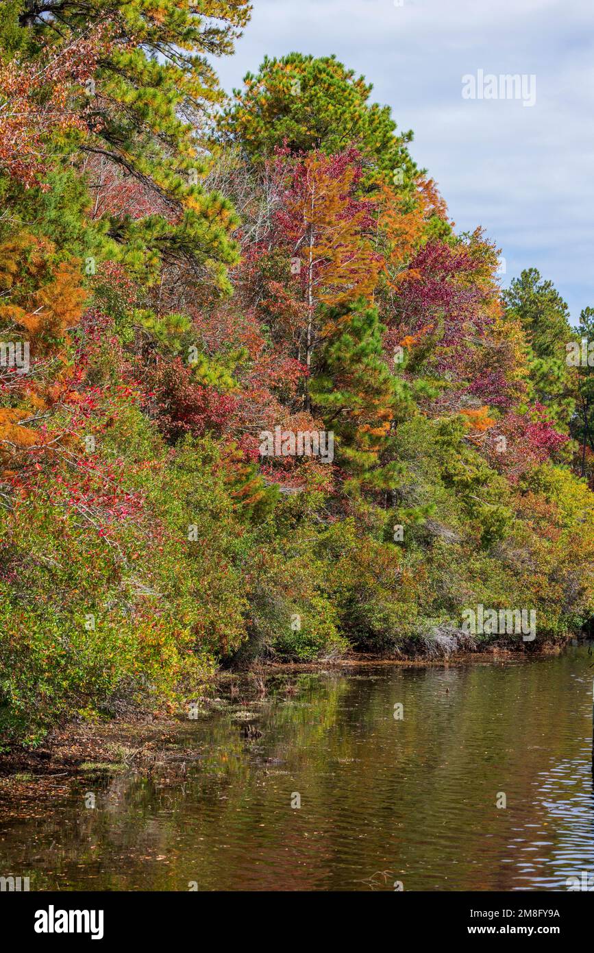 A vertical of a lake surrounded by autumn trees at Cheraw State Park in ...
