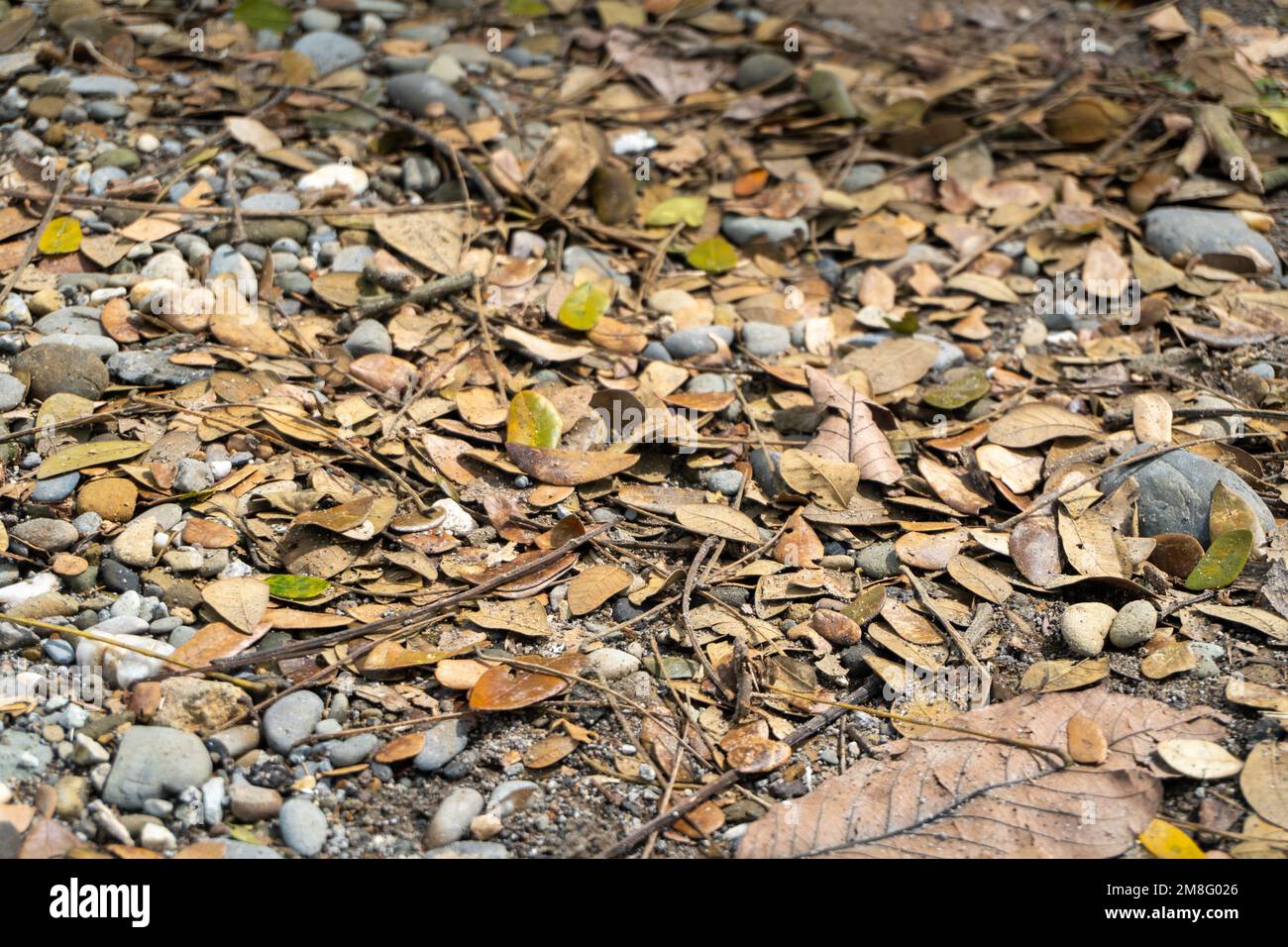 Pebbles and leaves scattered on the ground in a city park background ...