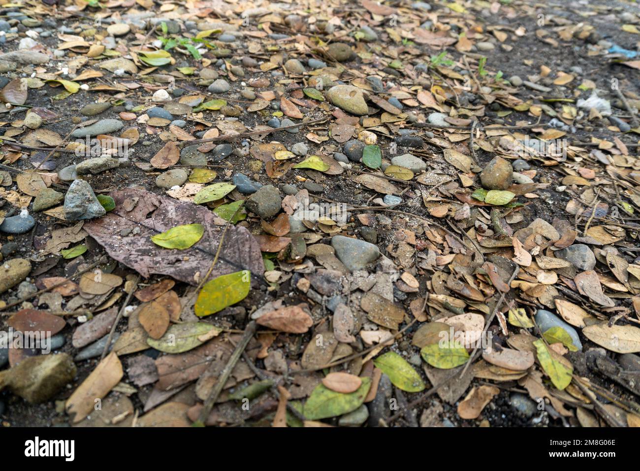 Pebbles and leaves scattered on the ground in a city park background ...