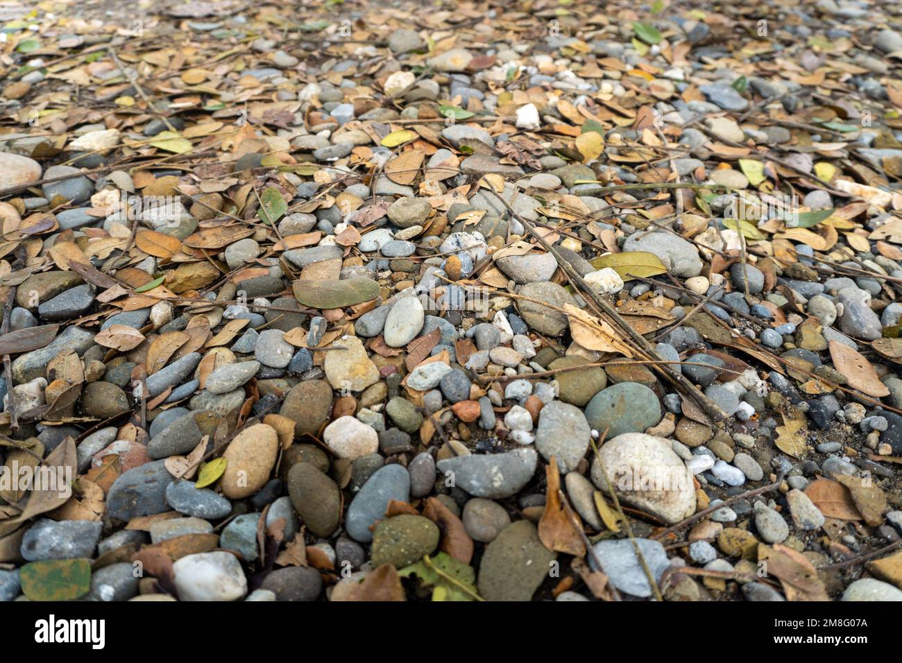 Pebbles and leaves scattered on the ground in a city park background ...