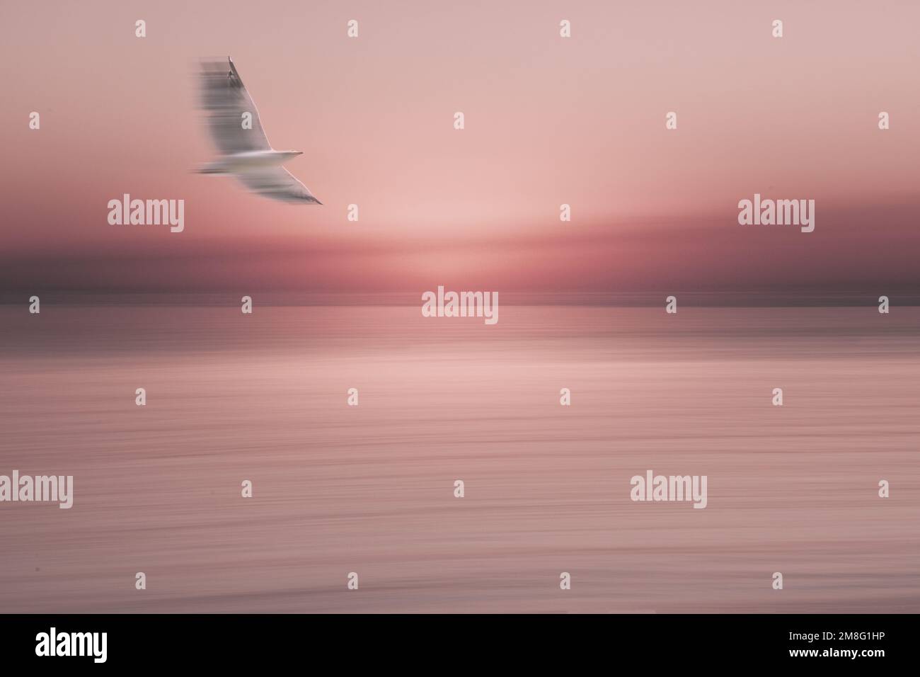 Flying seagull over the dreamy pink water of Florida Stock Photo - Alamy