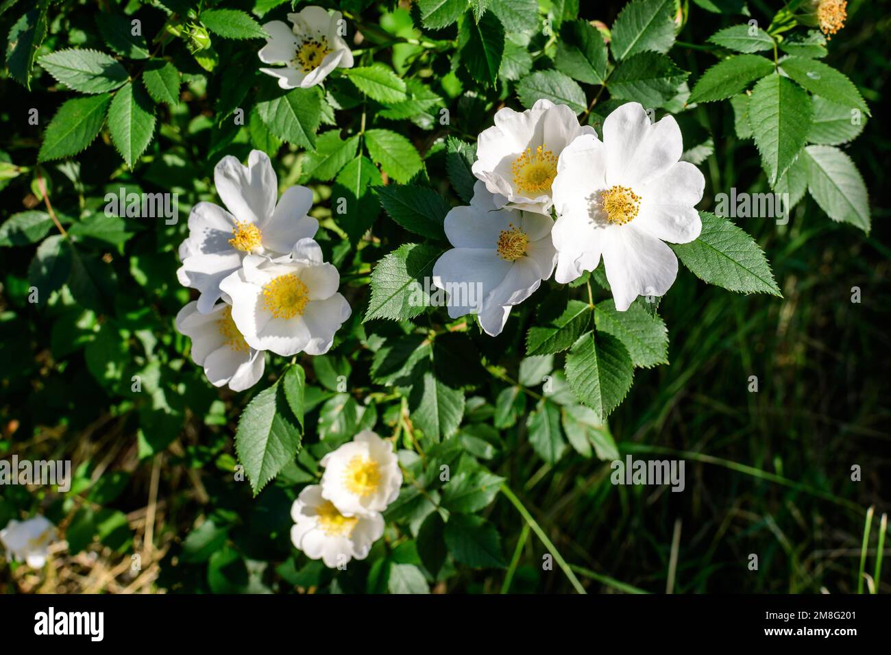 Delicate white flowers of Rosa Canina plant commonly known as dog rose ...