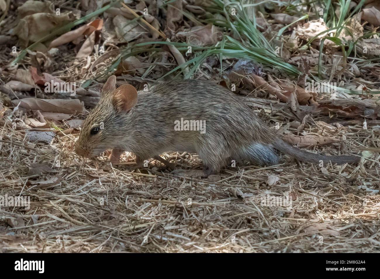 A field mouse foraging for food in the dry african savanna in Tanzania ...