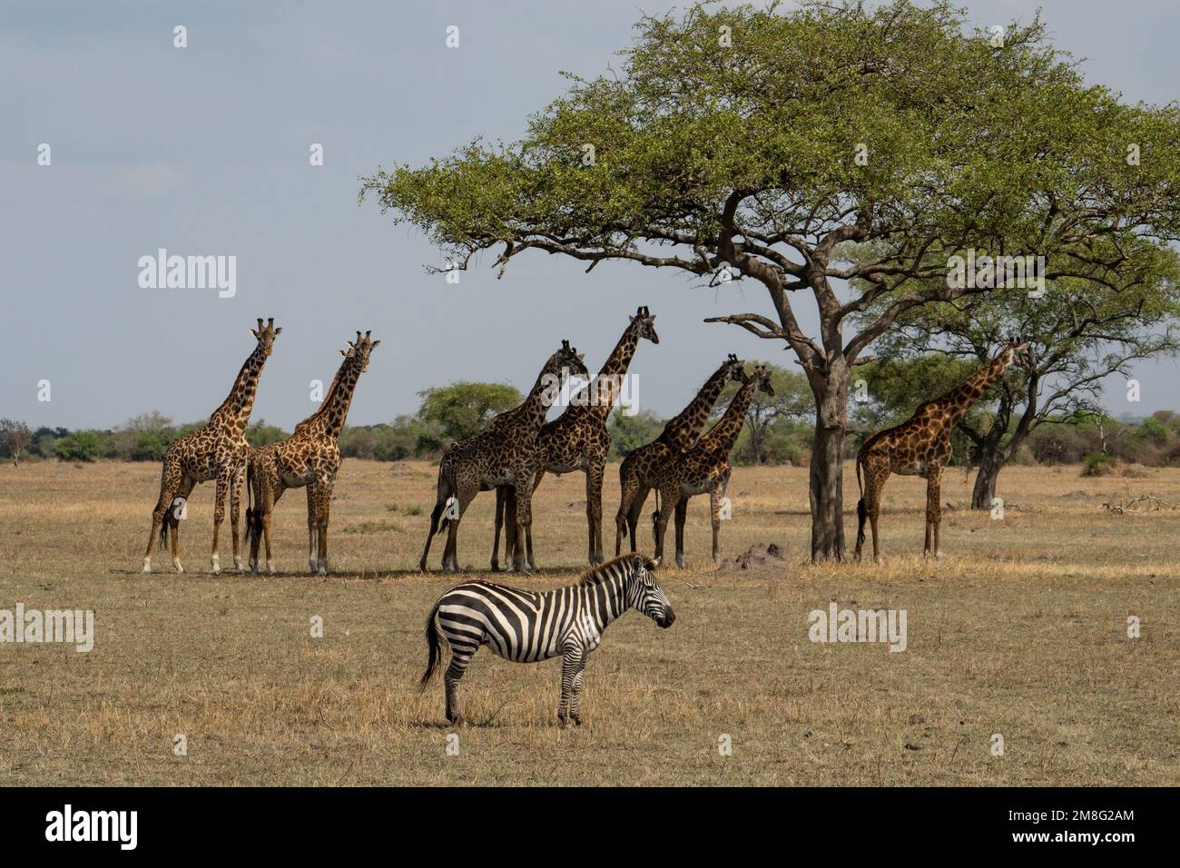 A zebra and a group of giraffes in the african savanna in Tanzania ...