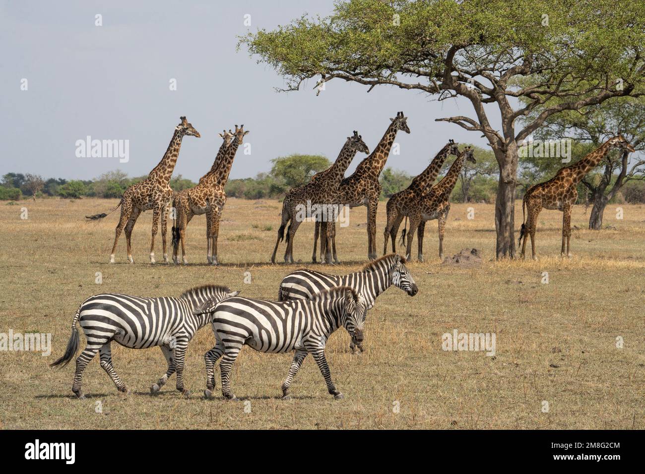 Groups of zebras and giraffes in the african savanna in Tanzania, on a ...