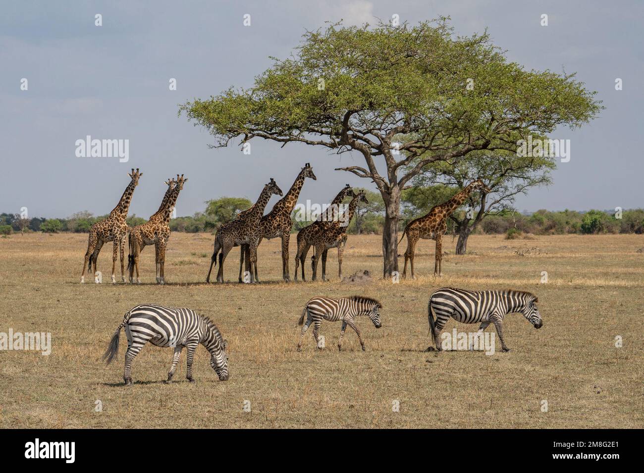 African savanna giraffes zebras hi-res stock photography and images - Alamy