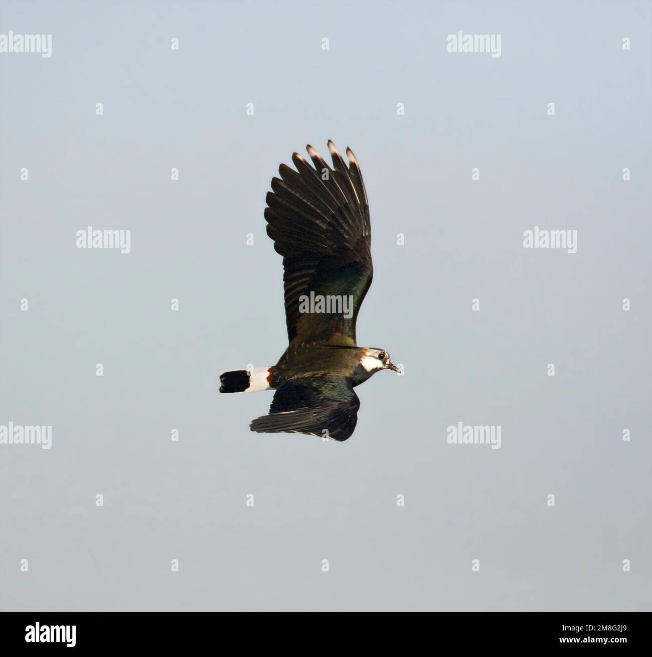 Kievit in vlucht; Northern Lapwing in flight Stock Photo - Alamy