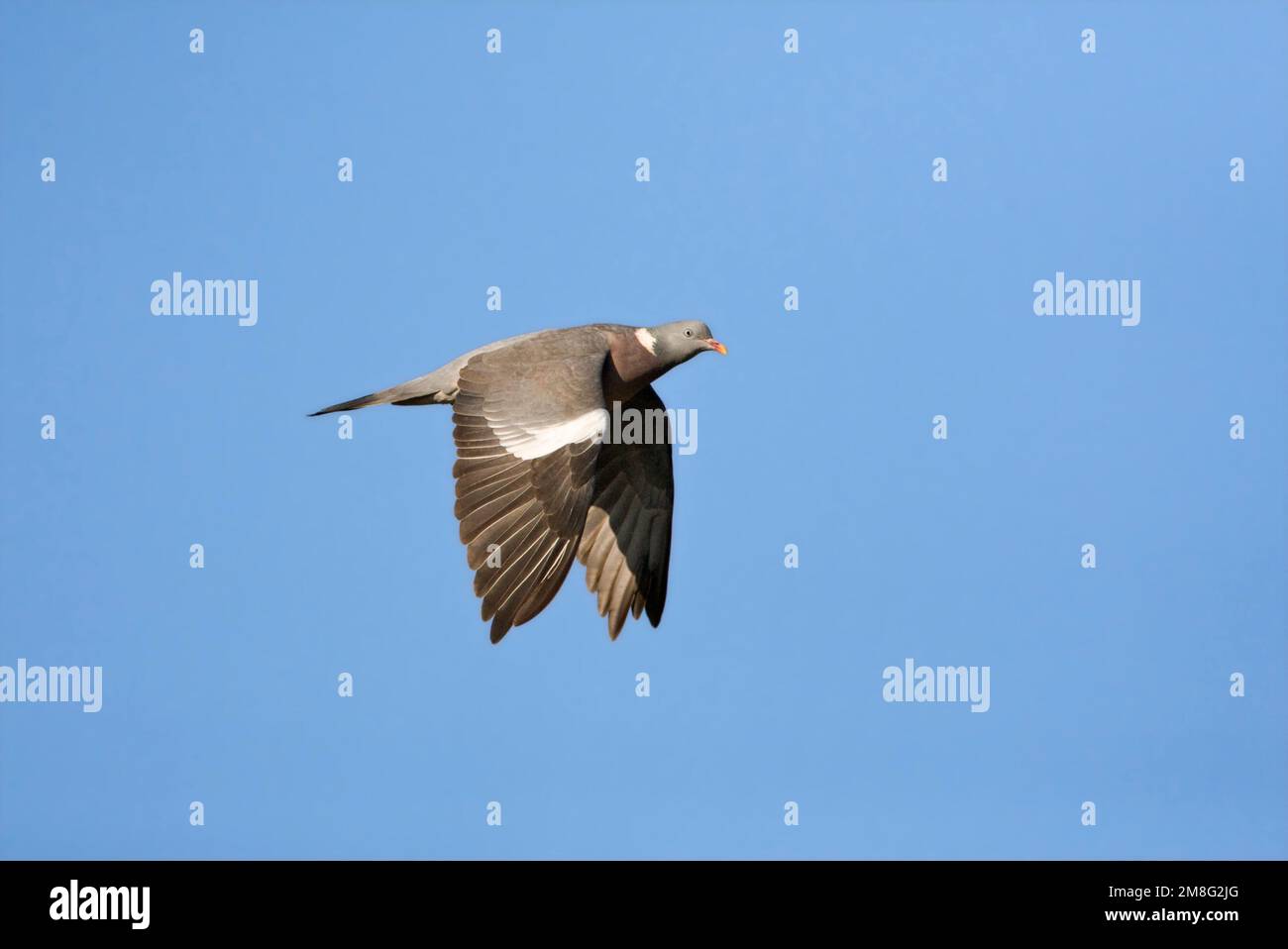 Houtduif in vlucht; Common Wood Pigeon in flight Stock Photo - Alamy