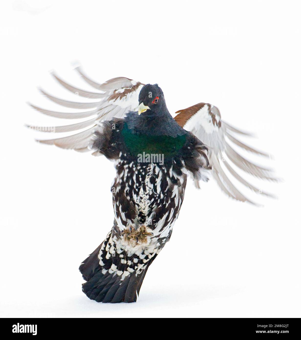 Capercaillie in flight hi-res stock photography and images - Alamy