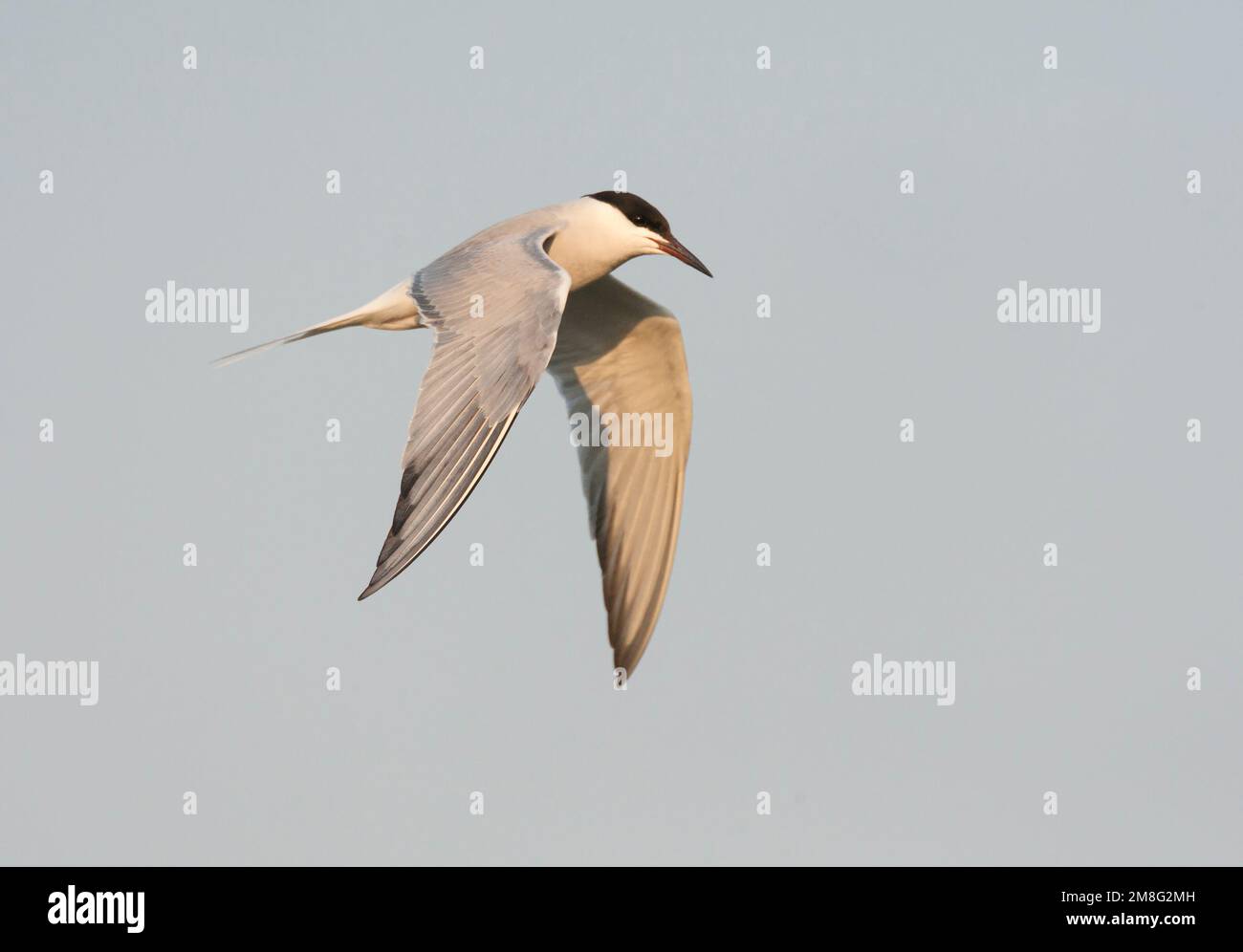 (Siberian) Common Tern in flight above Bodhi Island, China Stock Photo ...