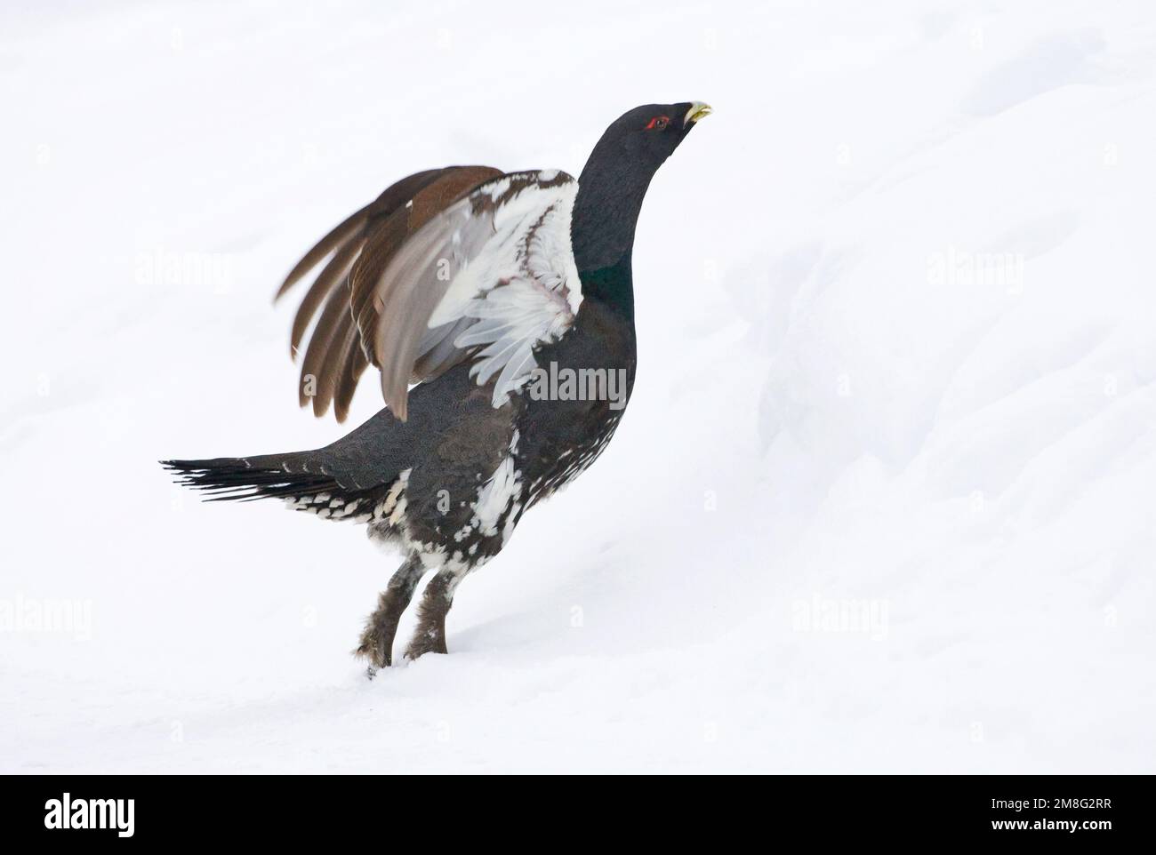 Capercaillie in flight hi-res stock photography and images - Alamy