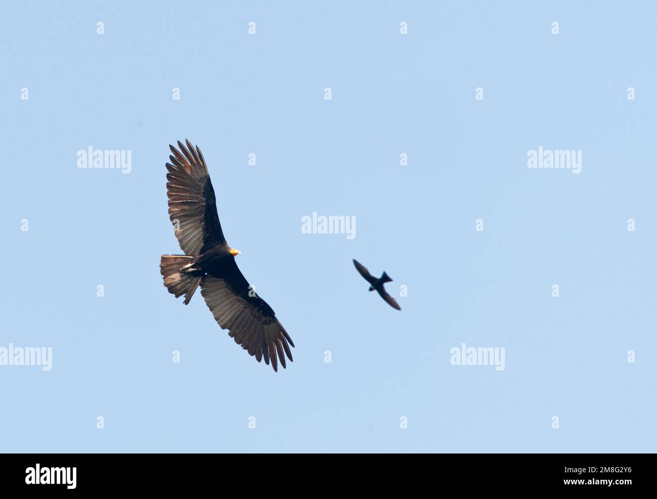 Grote Geelkopgier vliegend boven Pantiacolla Lodge; Greater Yellow ...