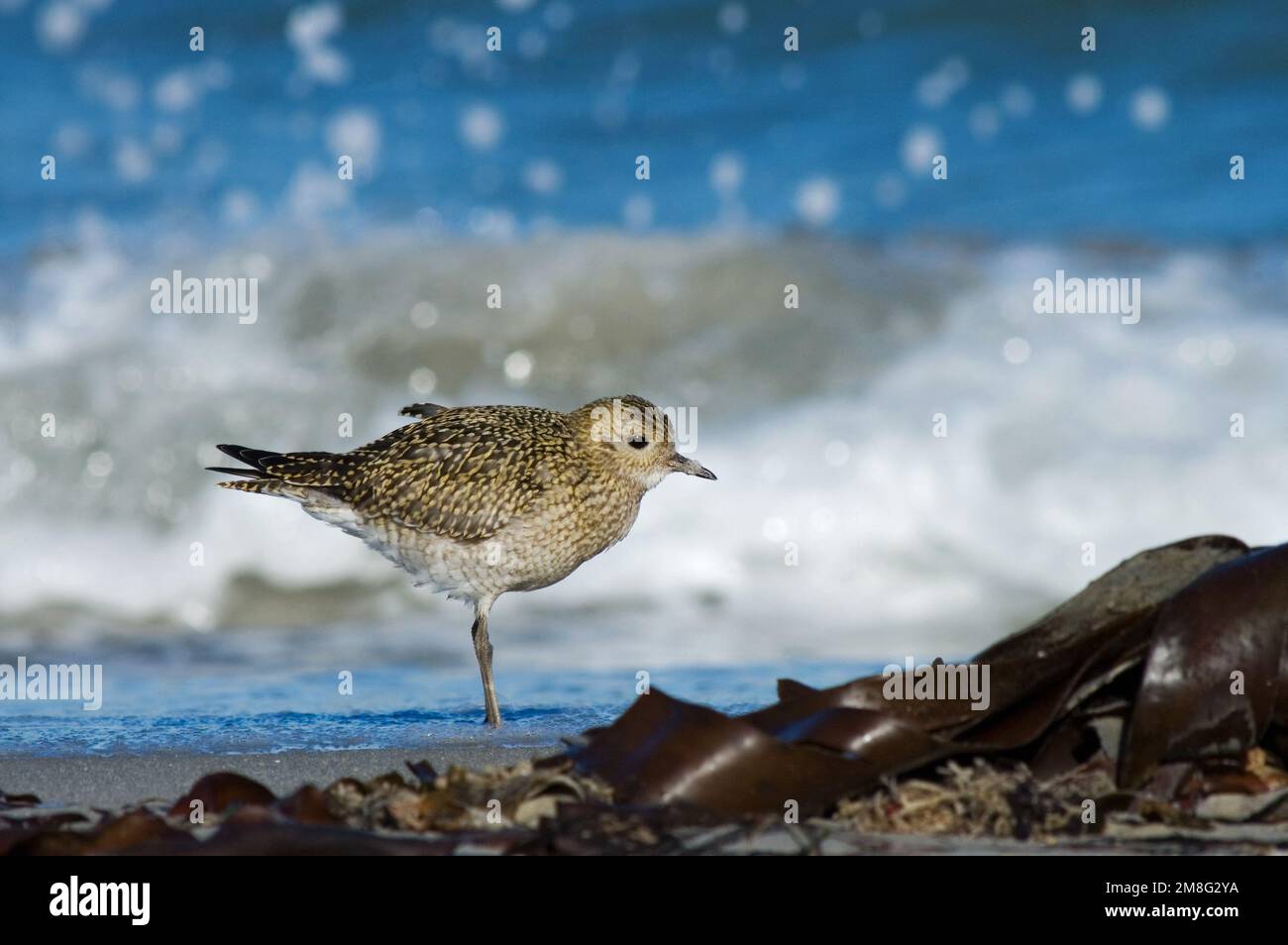 Golden Plover standing on a beach; Goudplevier staand op het strand ...