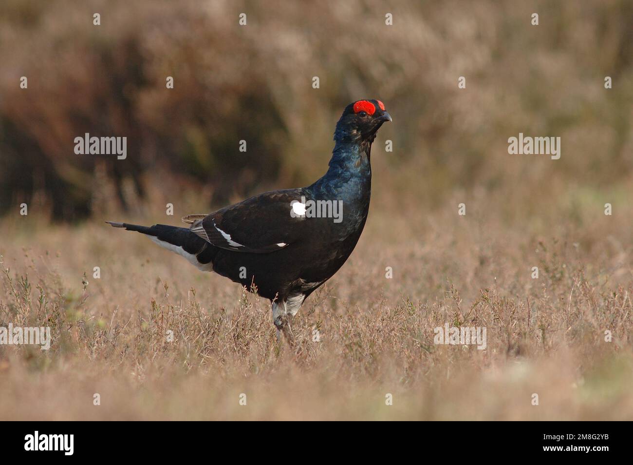 Male black grouse standing hi-res stock photography and images - Alamy