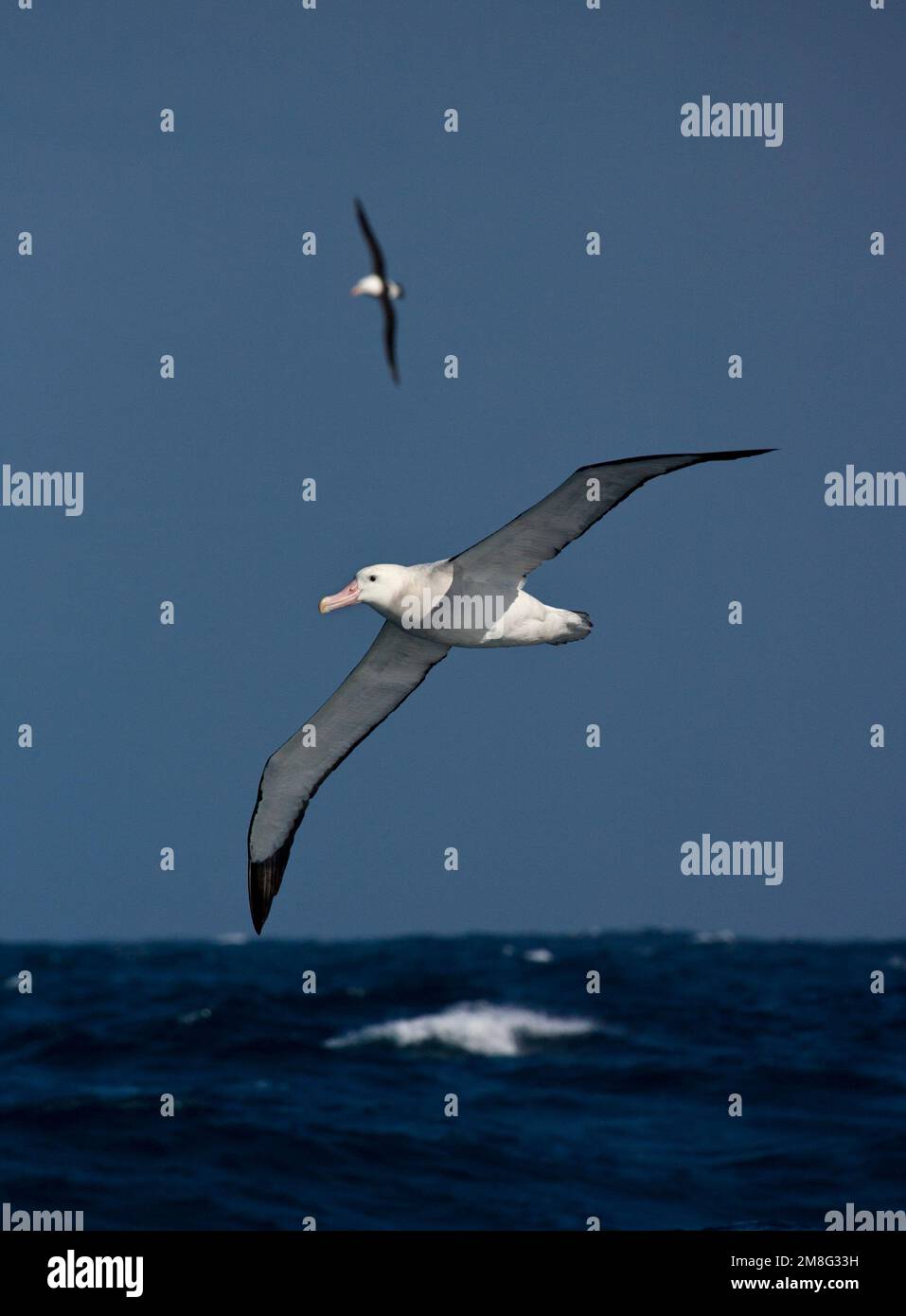 Grote Albatros vliegend; Snowy (Wandering) Albatross flying Stock Photo ...