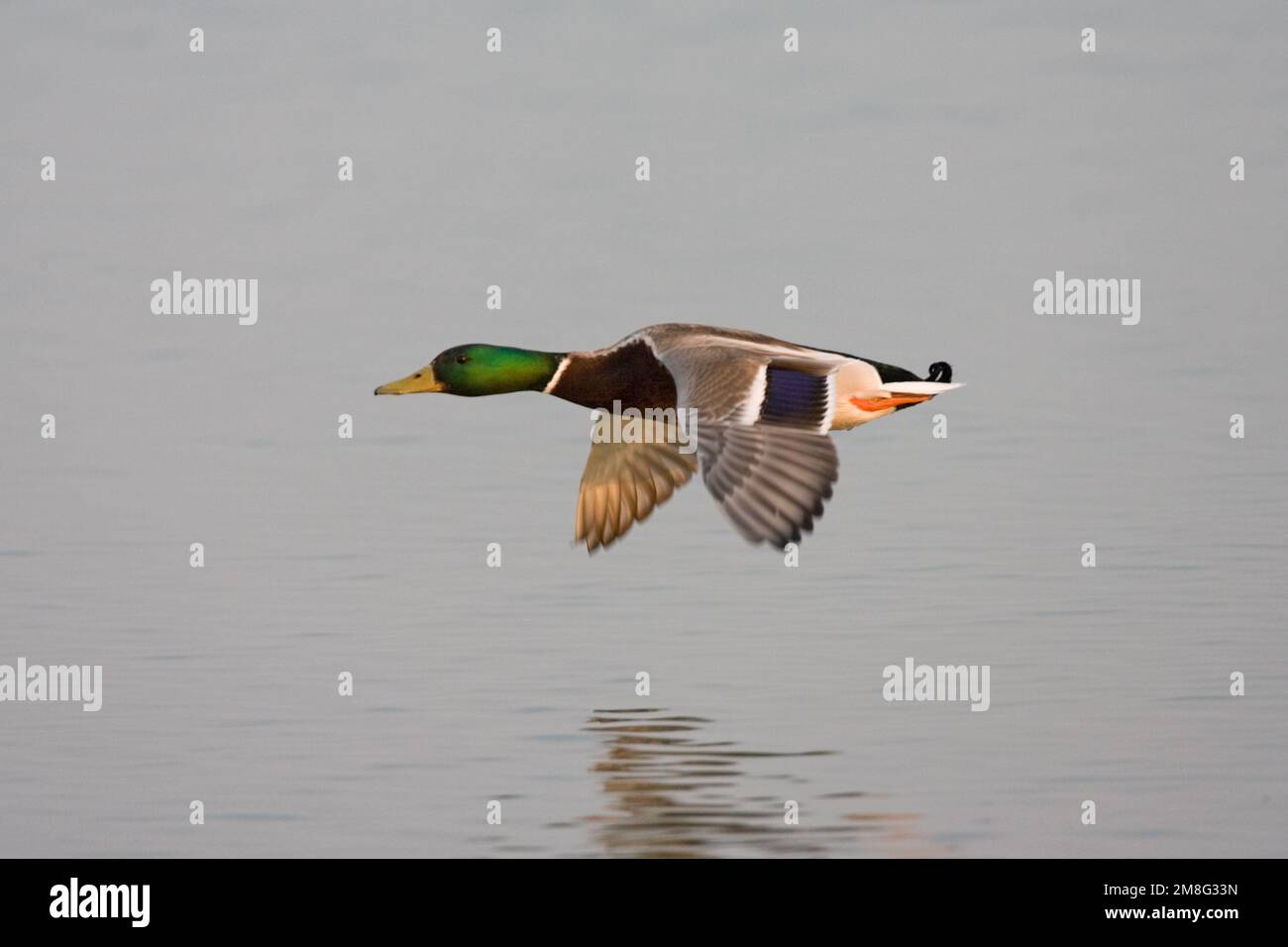 Mallard male flying; Wilde Eend man vliegend Stock Photo - Alamy