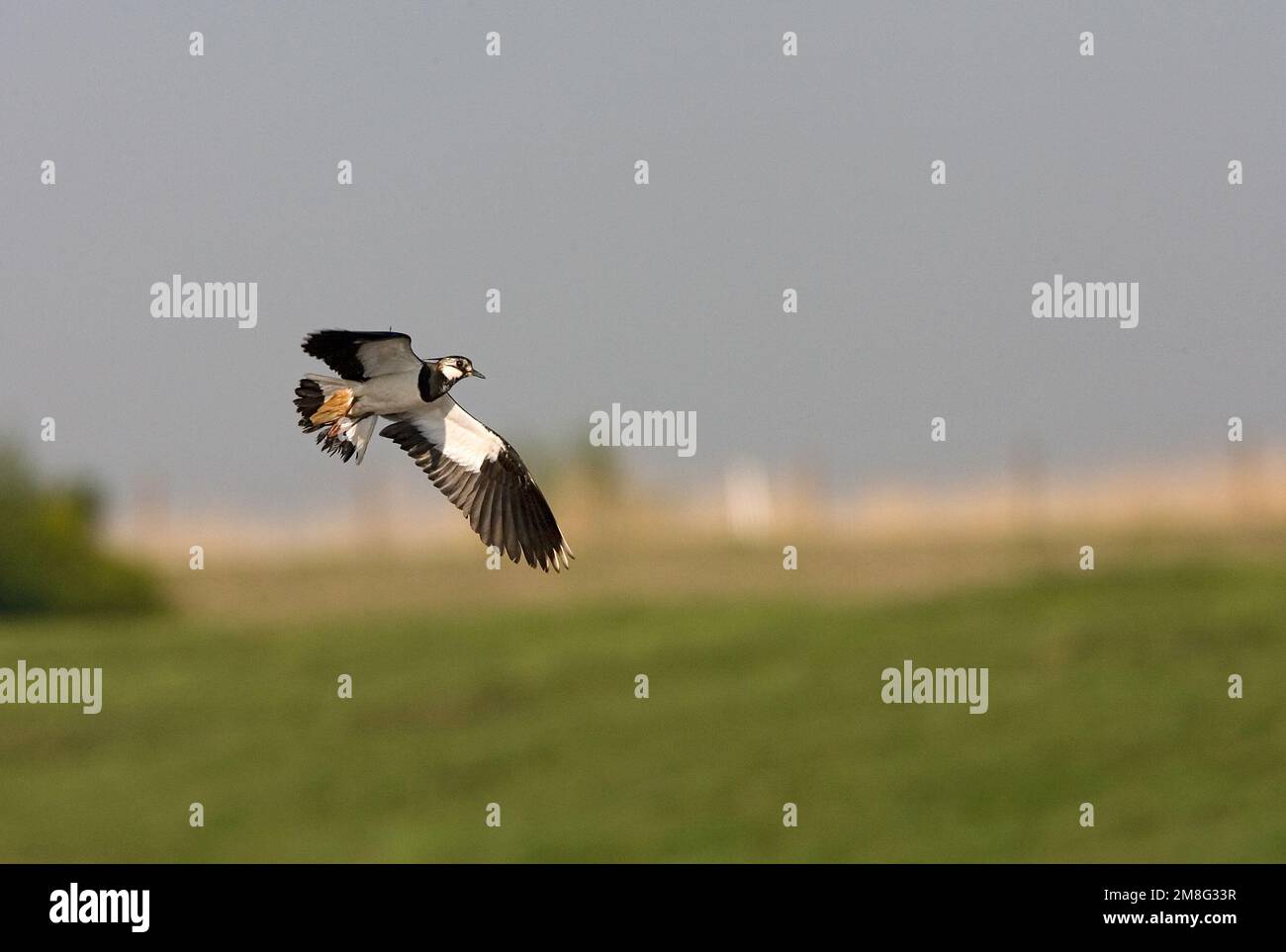 Northern Lapwing flying; Kievit vliegend Stock Photo - Alamy