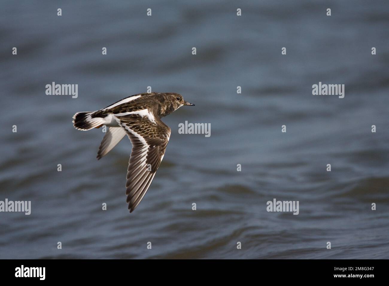 Ruddy Turnstone winterplumage flying; Steenloper winterkleed vliegend ...