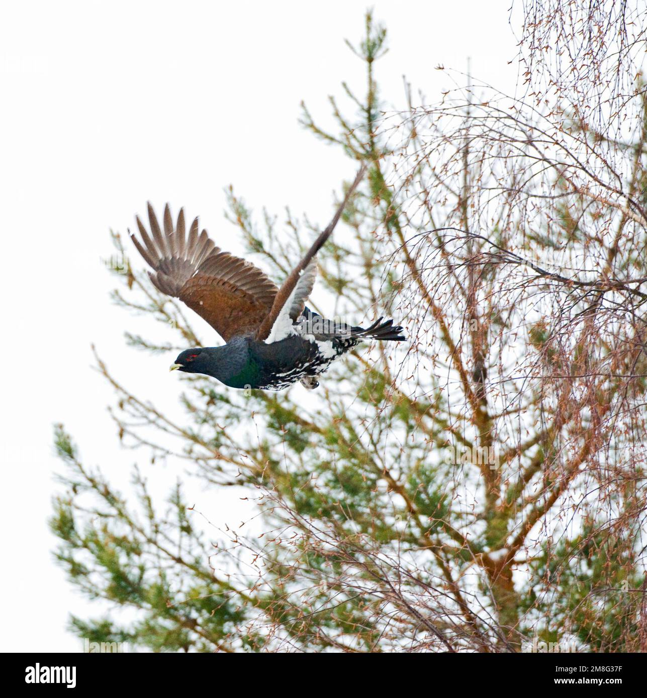 Capercaillie flight hi-res stock photography and images - Alamy